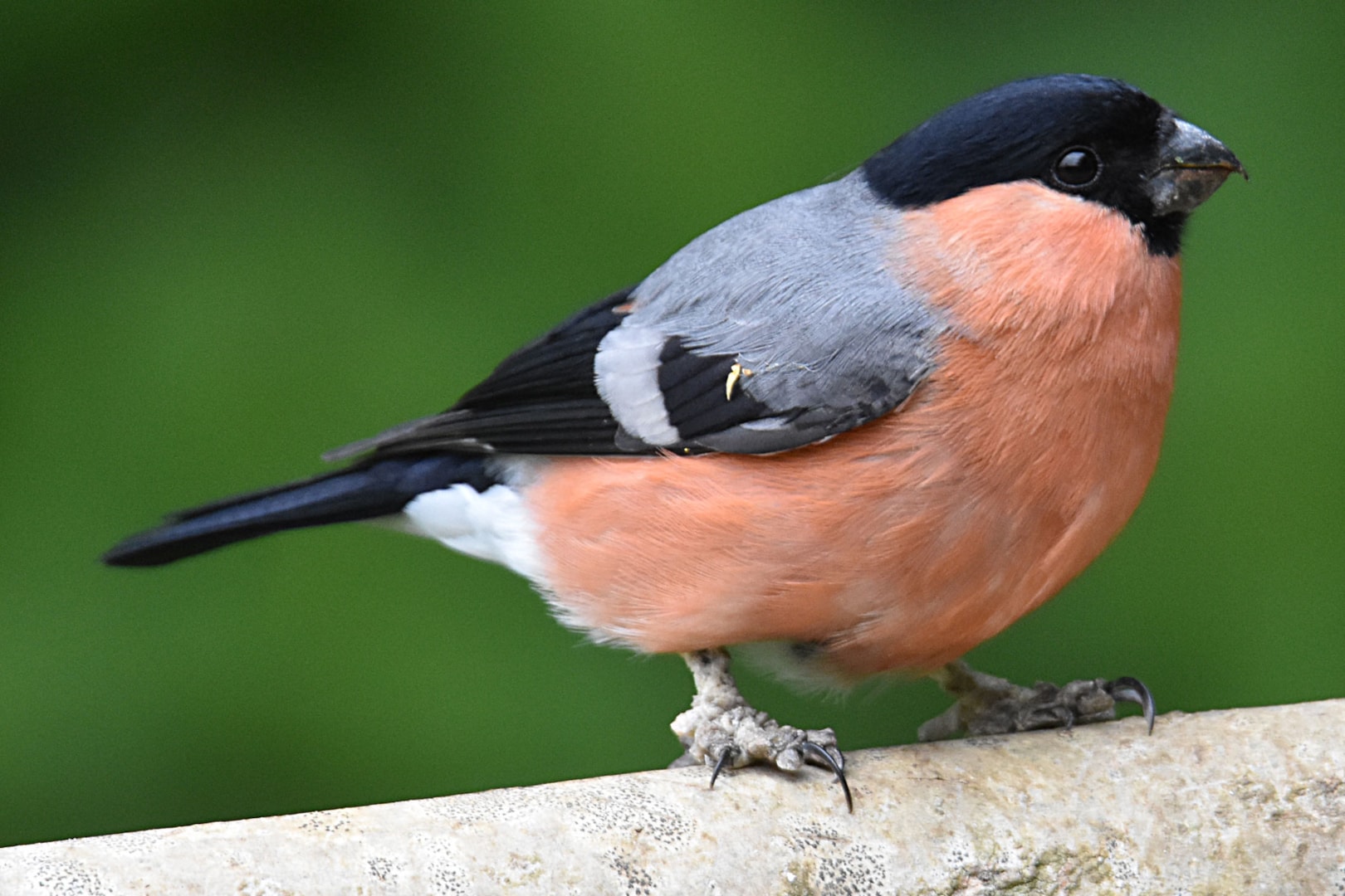 Northern Bullfinch by Fausto Riccioni - BirdGuides