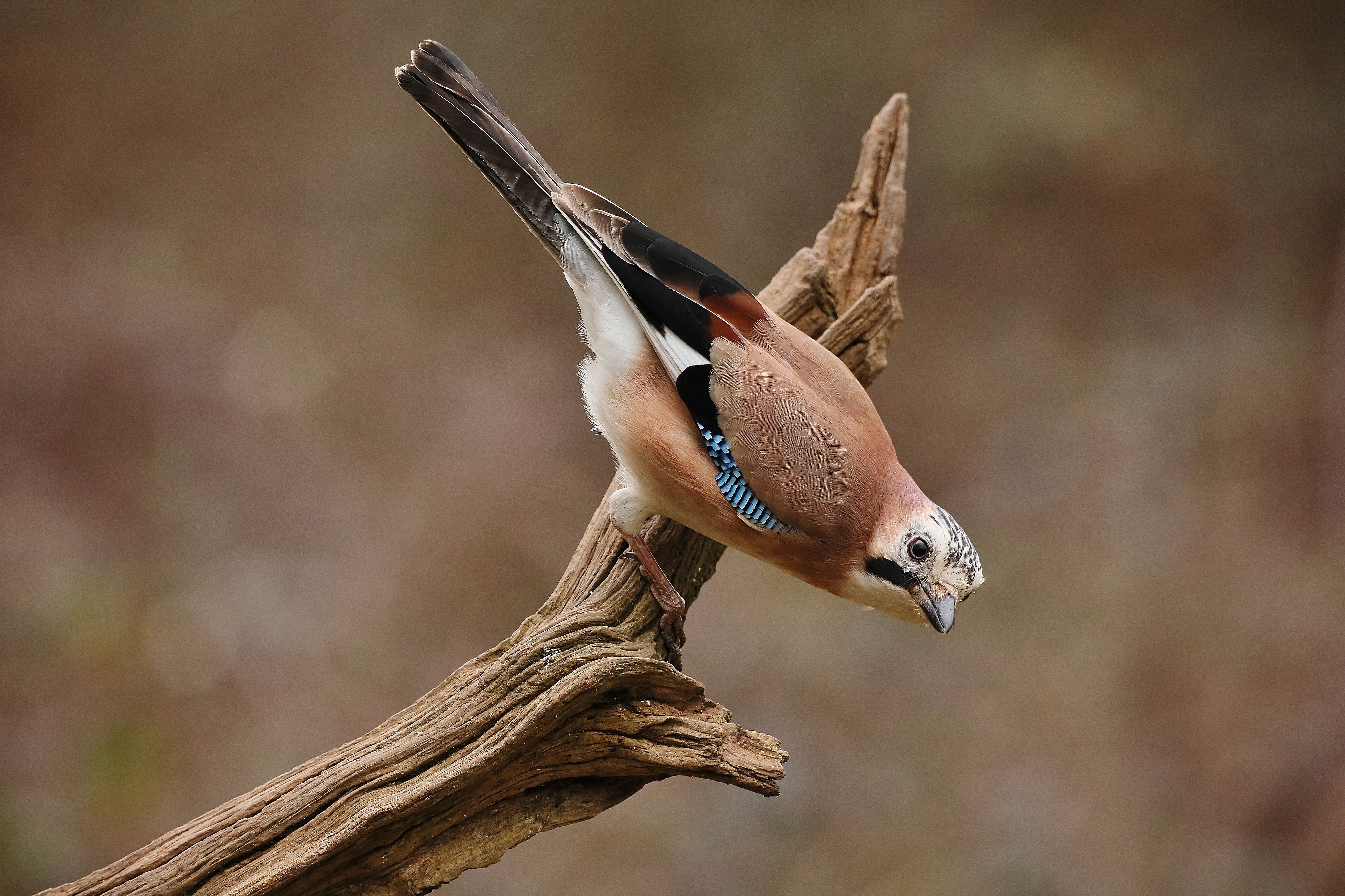 Jay by Clive Daelman - BirdGuides