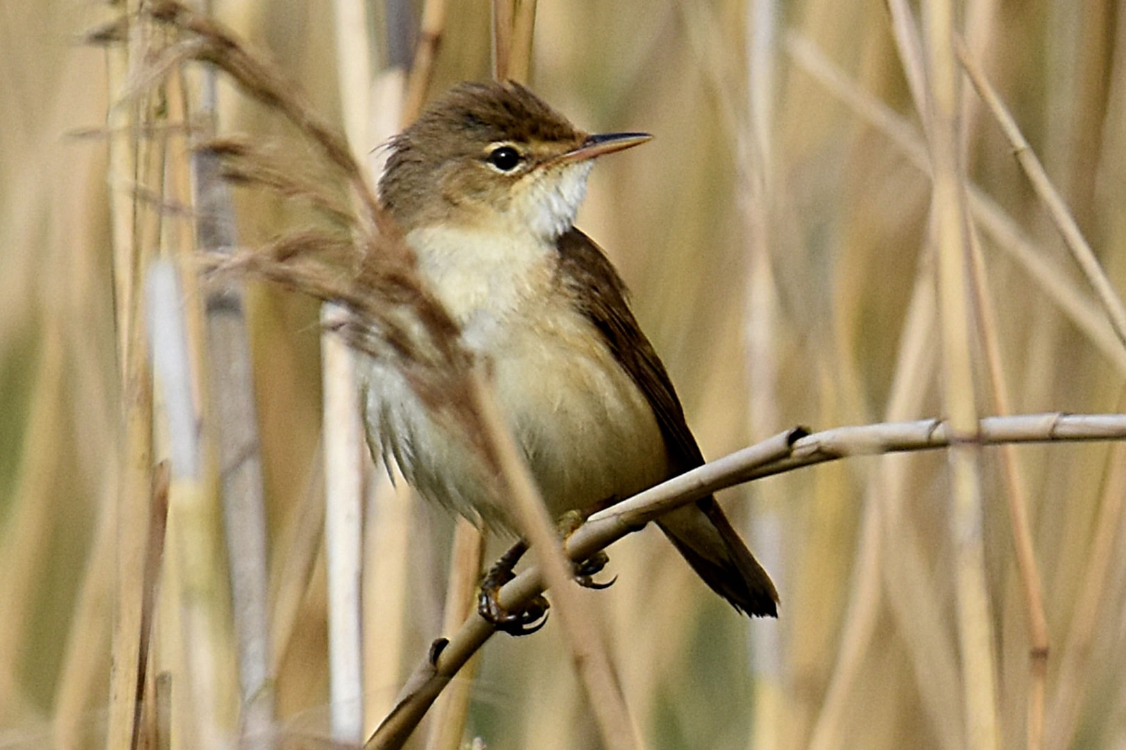 Reed Warbler by Fausto Riccioni - BirdGuides