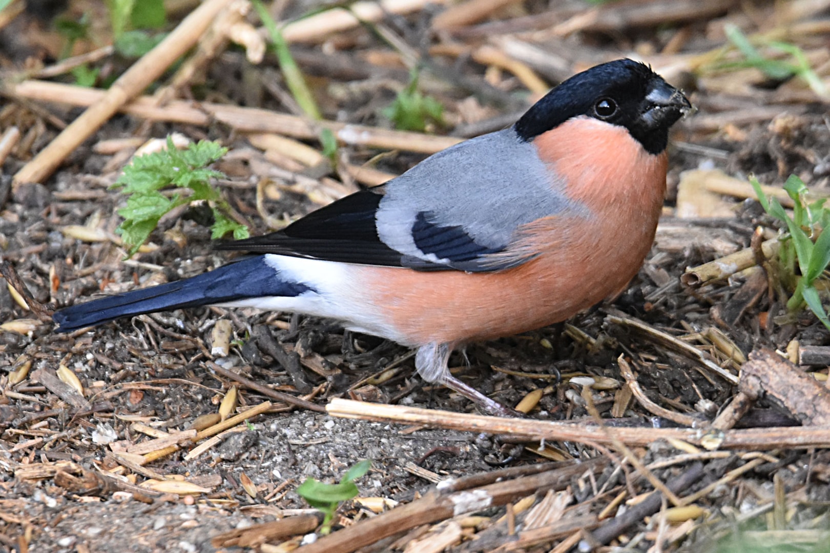 Eurasian Bullfinch by Fausto Riccioni - BirdGuides