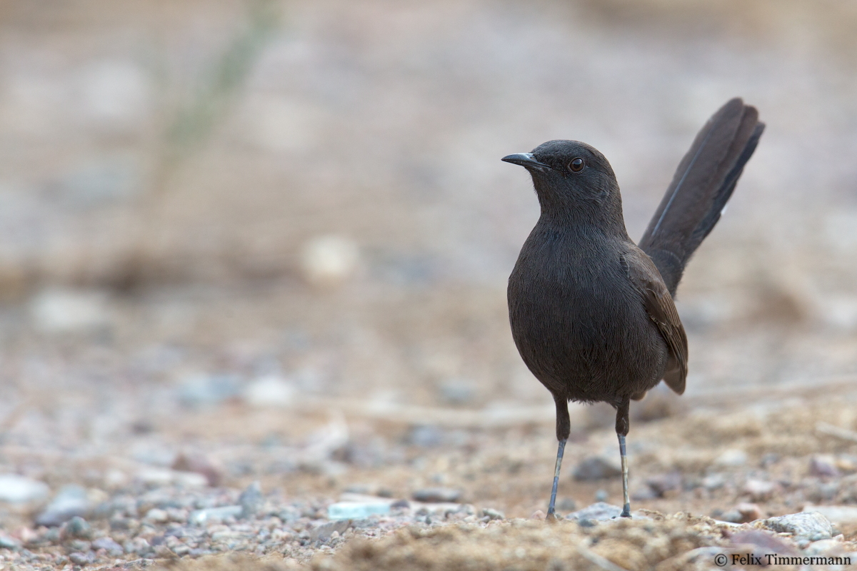 Details : Black Scrub Robin - BirdGuides