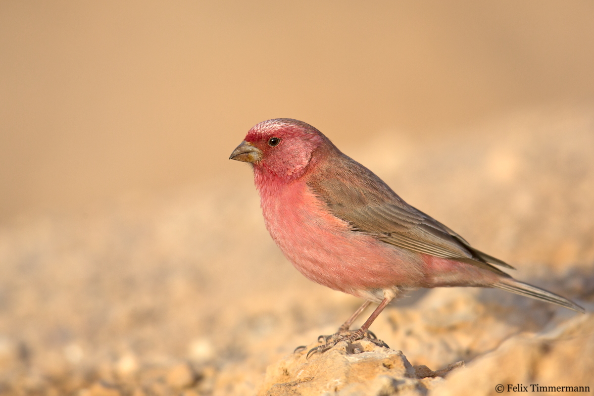 Details : Sinai Rosefinch - BirdGuides