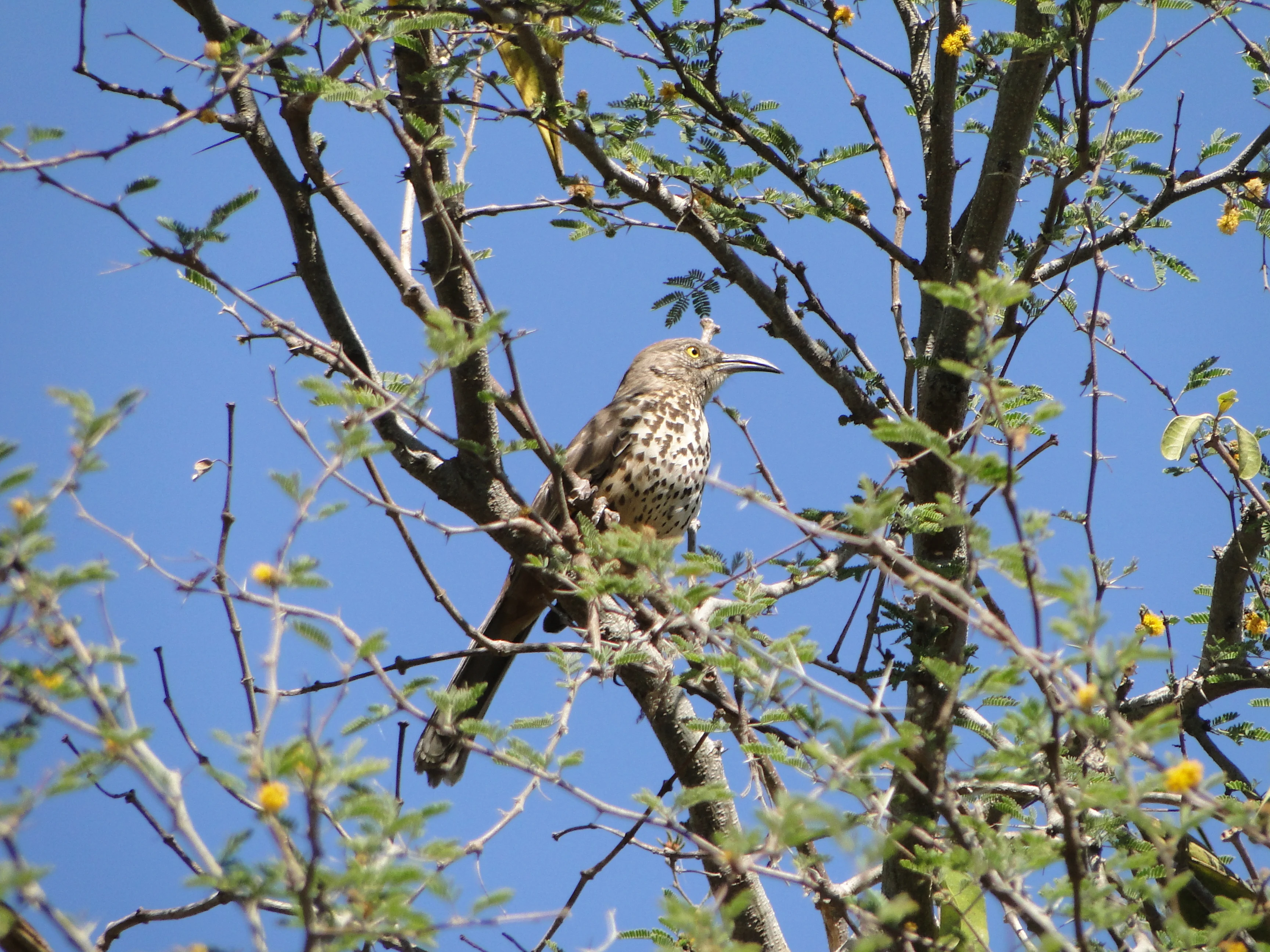 Details : Grey Thrasher - BirdGuides