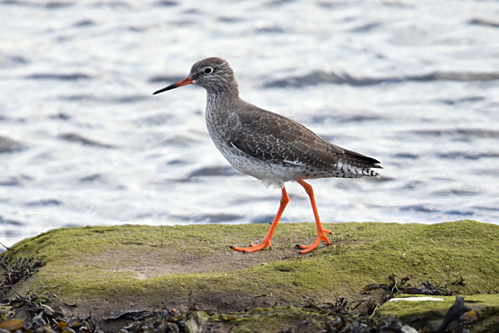 Common Redshank by Fausto Riccioni - BirdGuides