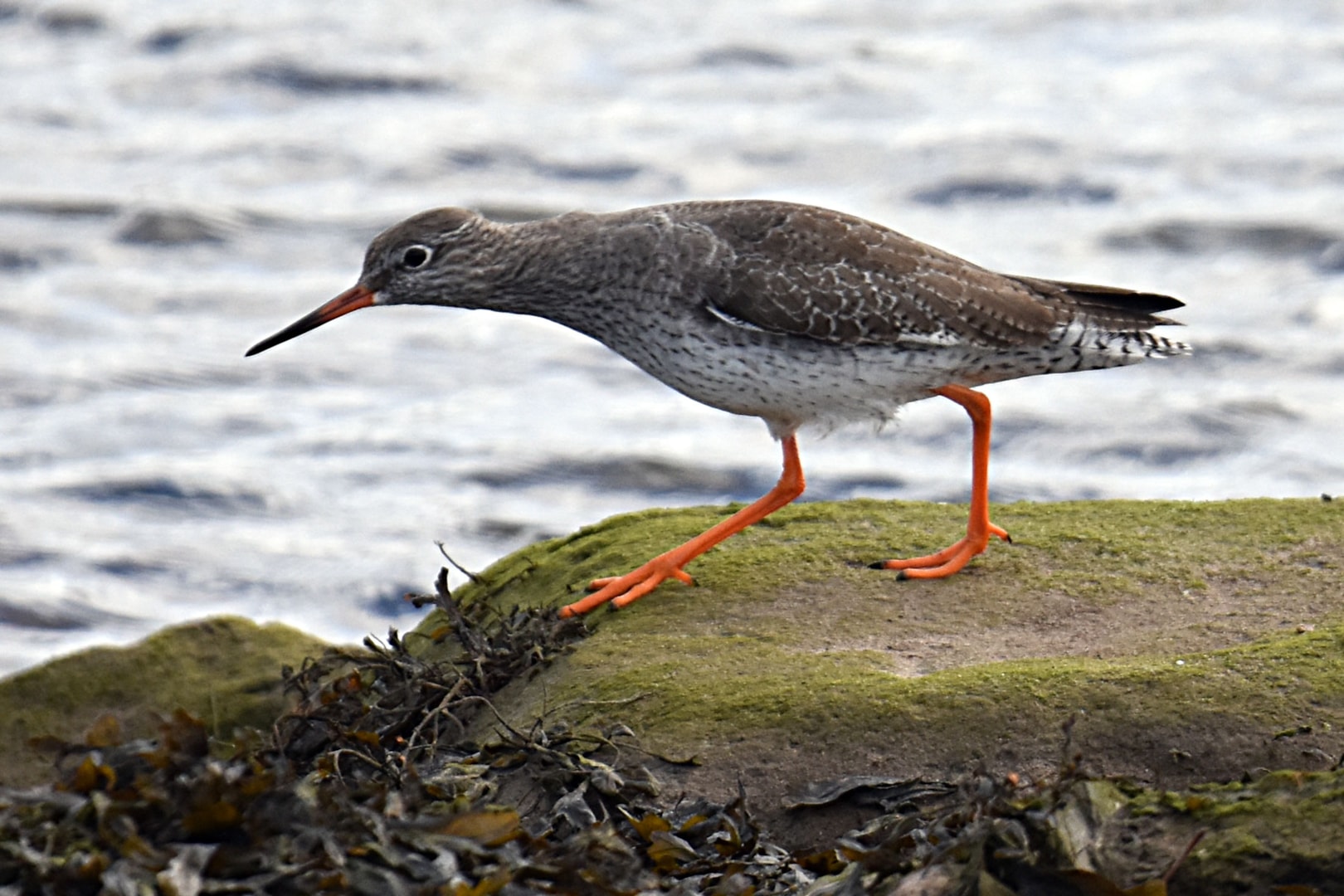 Common Redshank by Fausto Riccioni - BirdGuides
