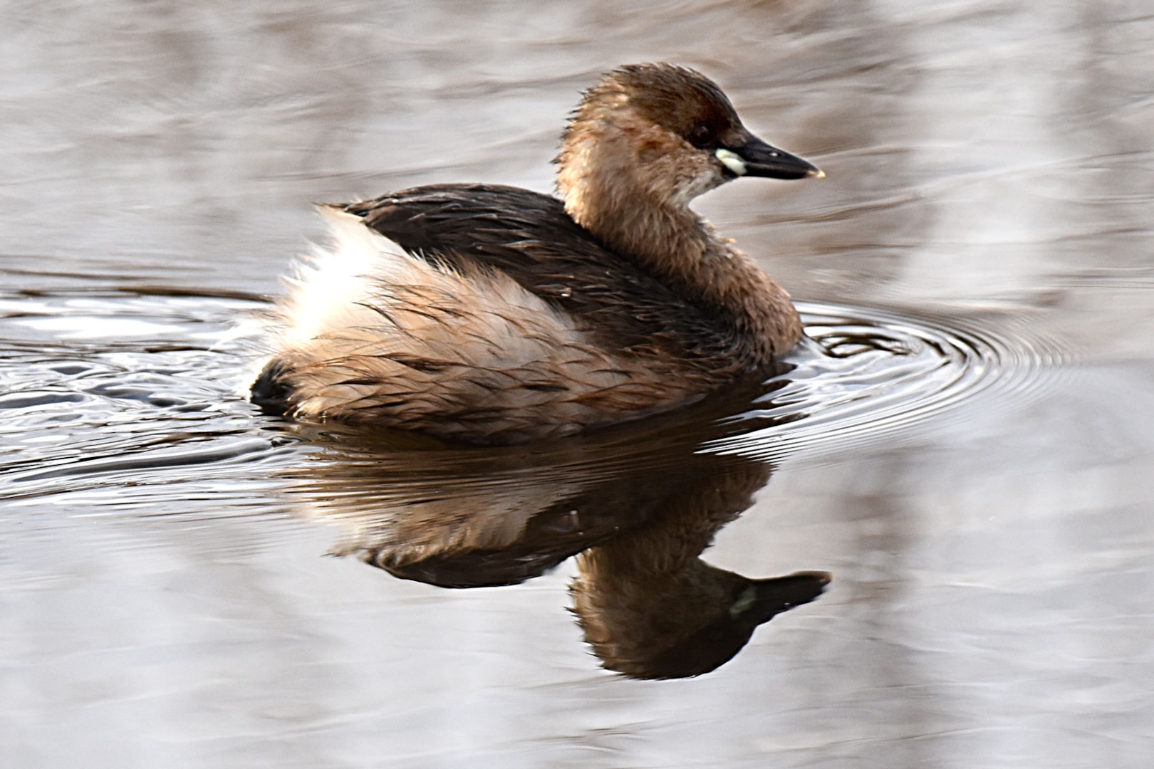 Little Grebe by Fausto Riccioni - BirdGuides