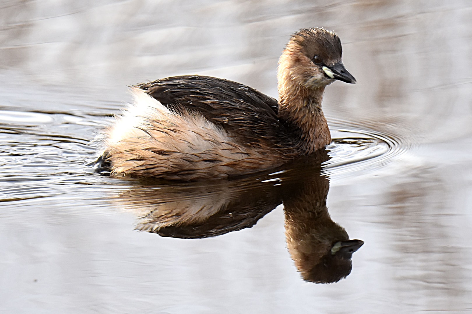 Little Grebe by Fausto Riccioni - BirdGuides