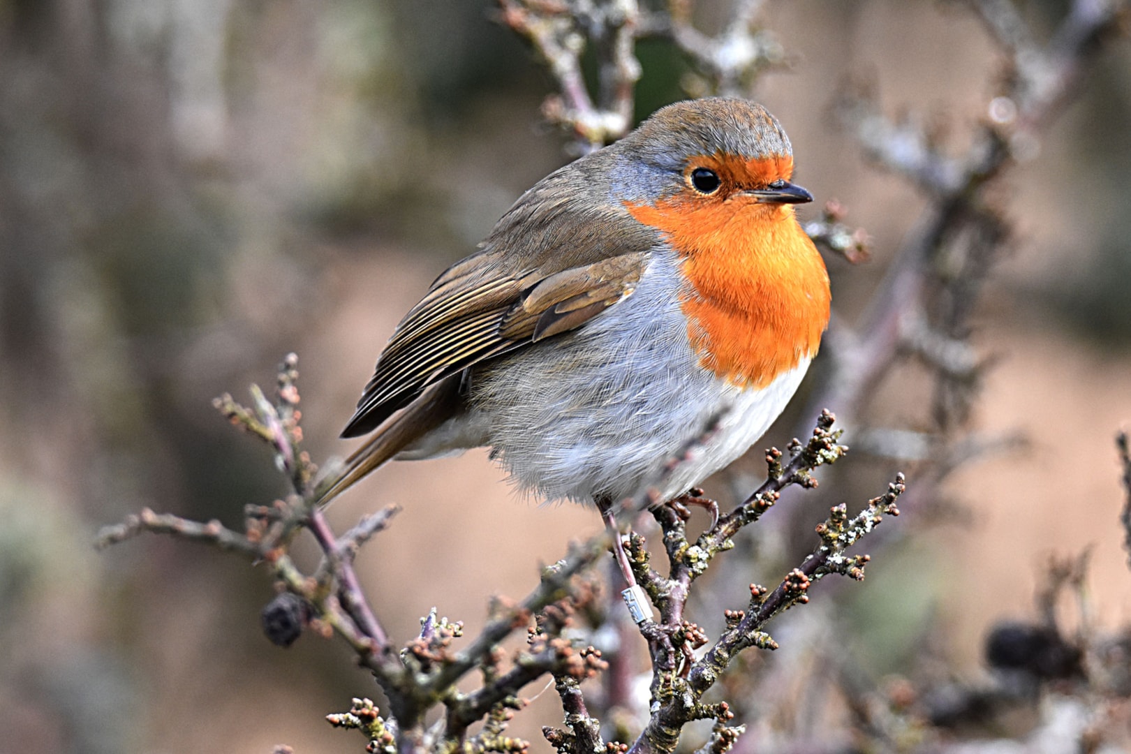 European Robin by Fausto Riccioni - BirdGuides