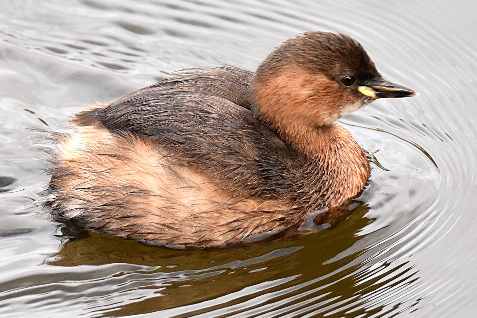 Little Grebe by Fausto Riccioni - BirdGuides