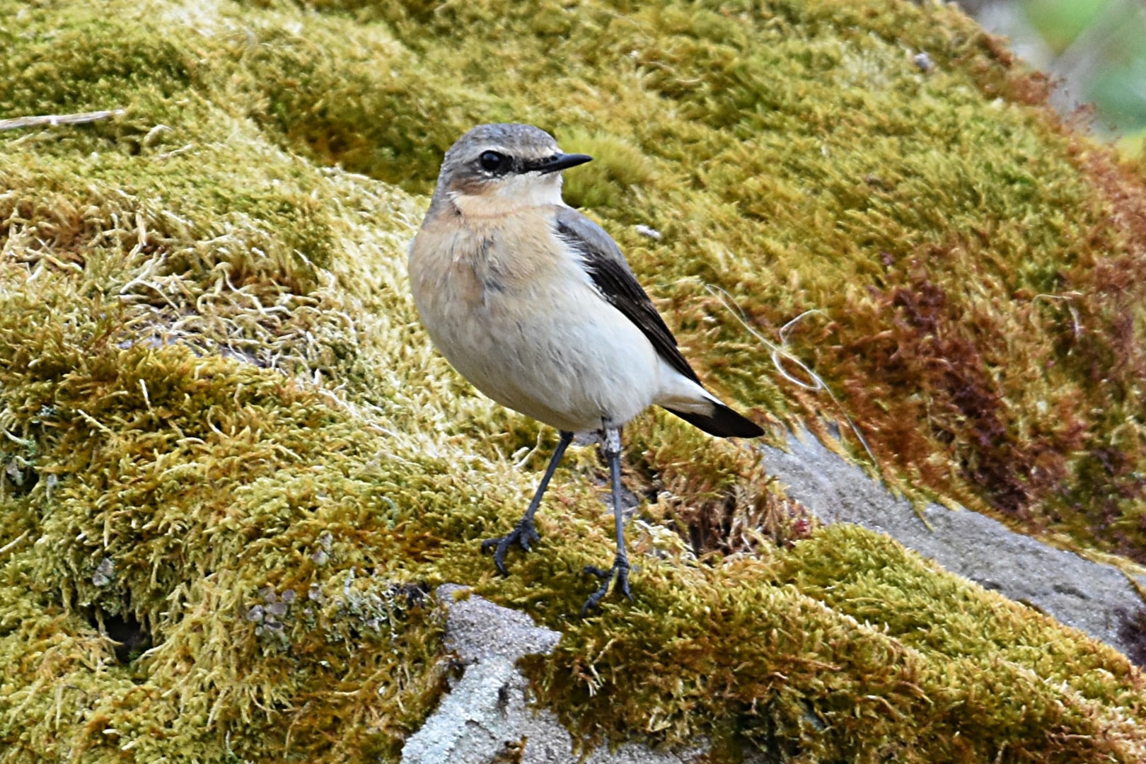 Northern Wheatear by Fausto Riccioni - BirdGuides