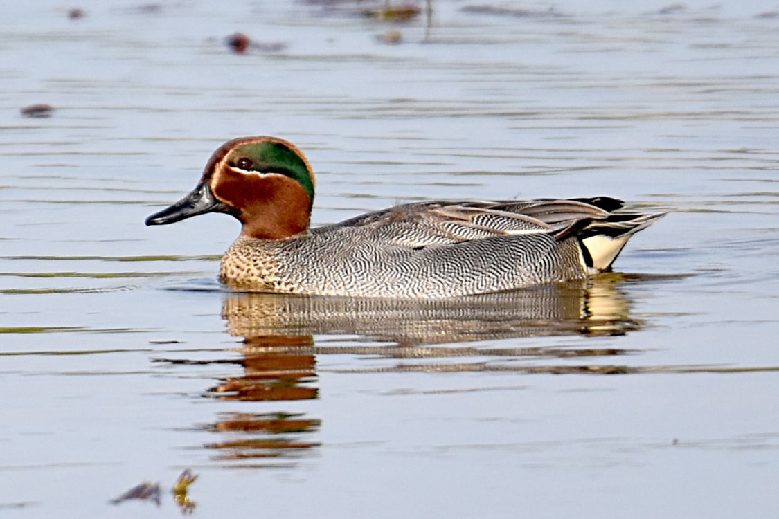 Eurasian Teal by Fausto Riccioni - BirdGuides