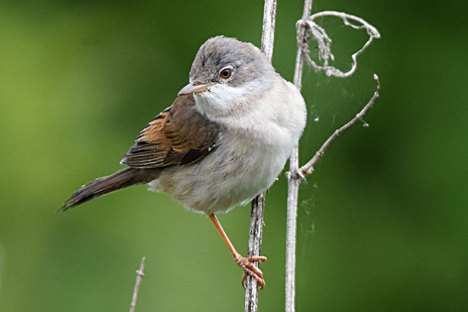 Common Whitethroat by Fausto Riccioni - BirdGuides