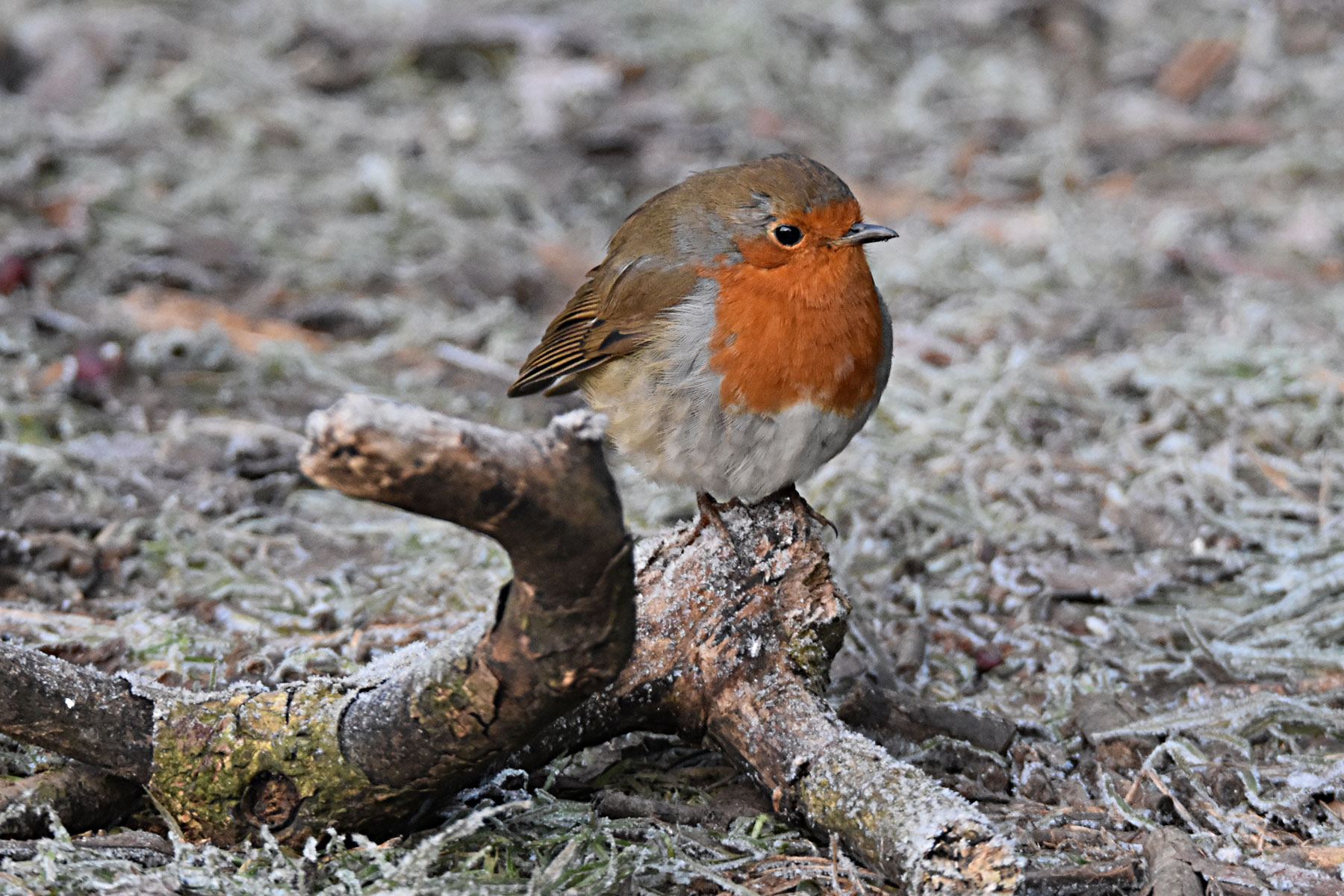 European Robin by Fausto Riccioni - BirdGuides