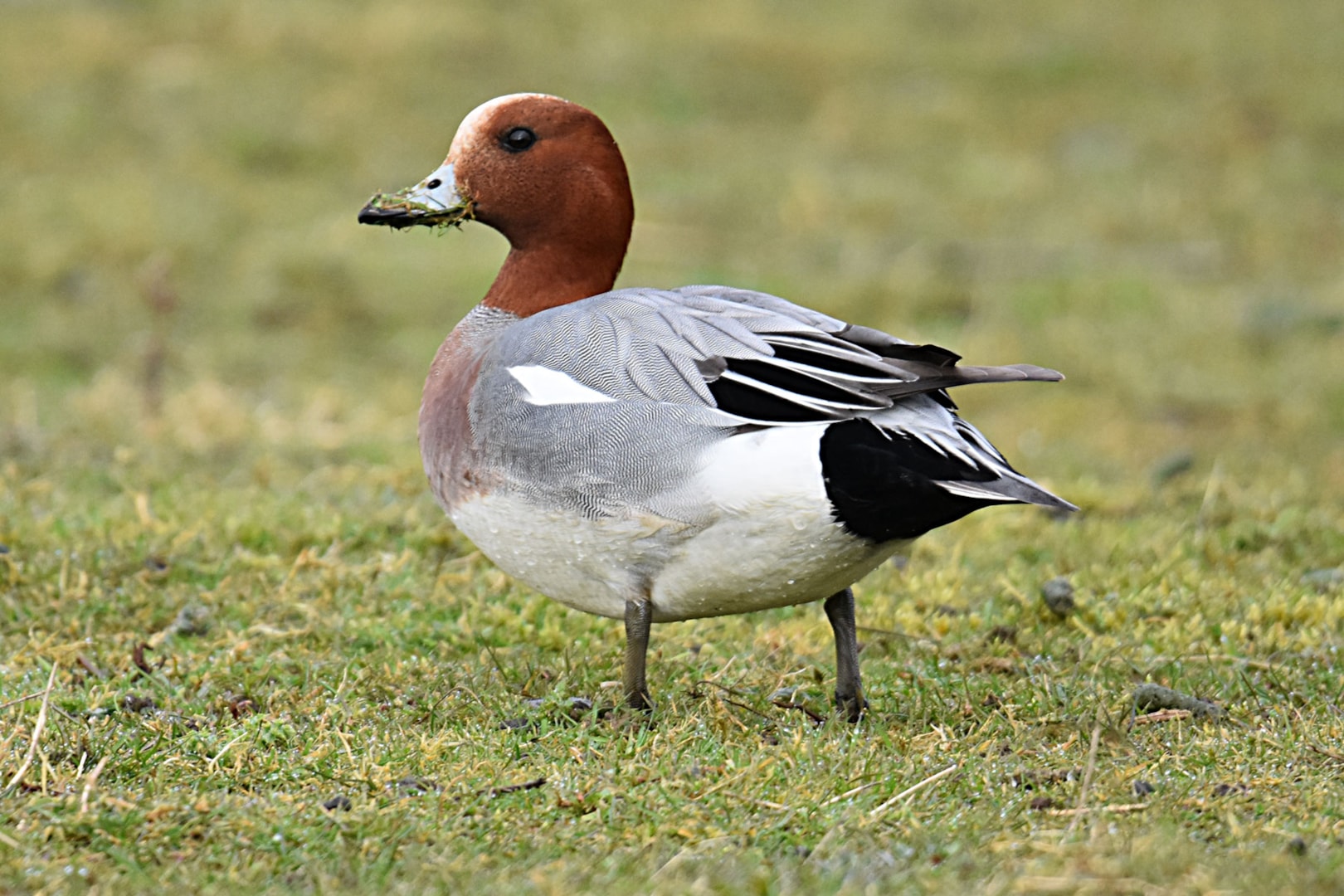 Eurasian Wigeon by Fausto Riccioni - BirdGuides