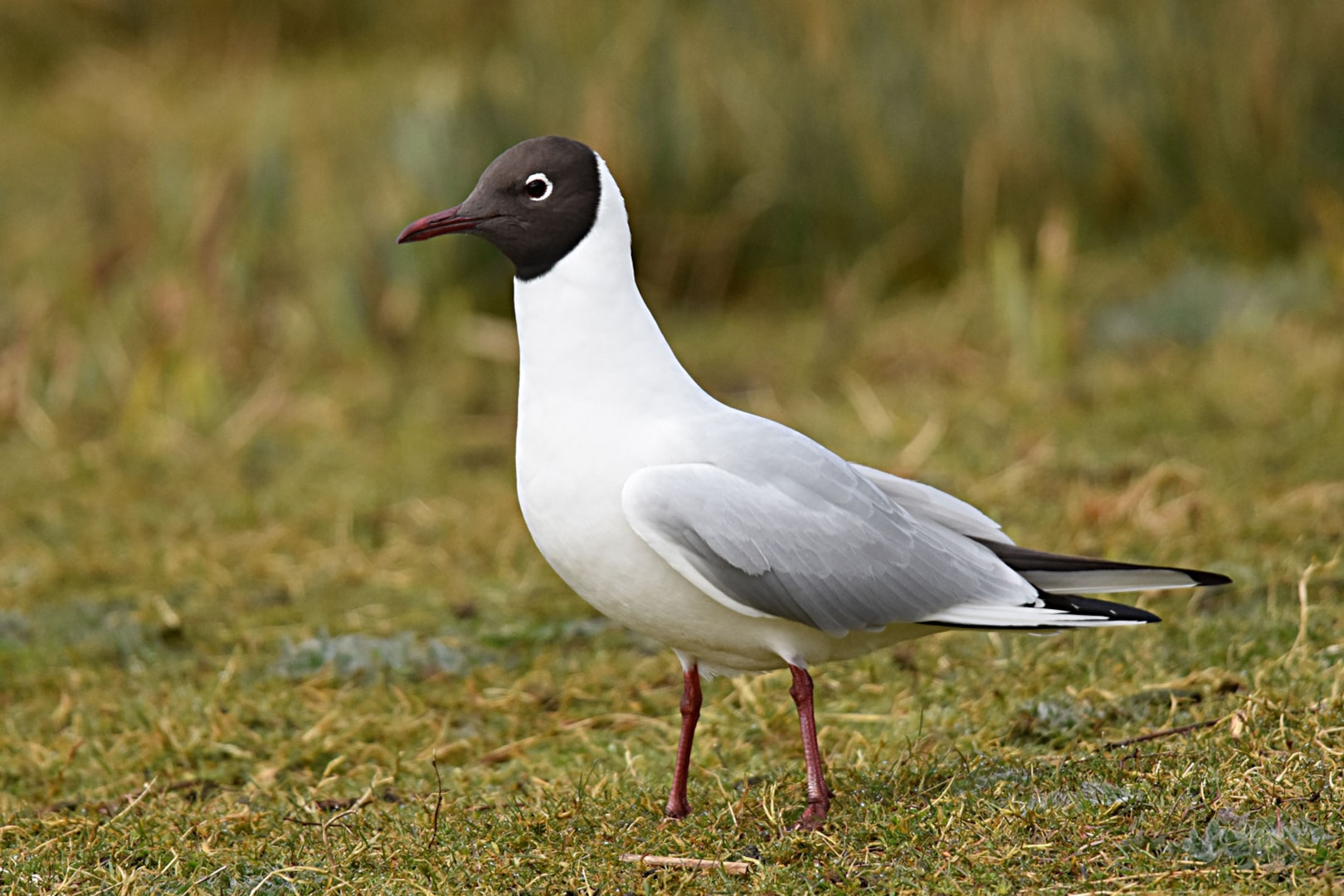 Black-headed Gull by Fausto Riccioni - BirdGuides