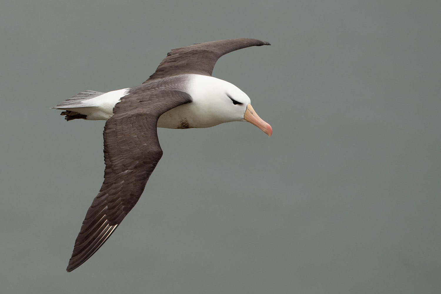 Black-browed Albatross by Martyn Sidwell - BirdGuides