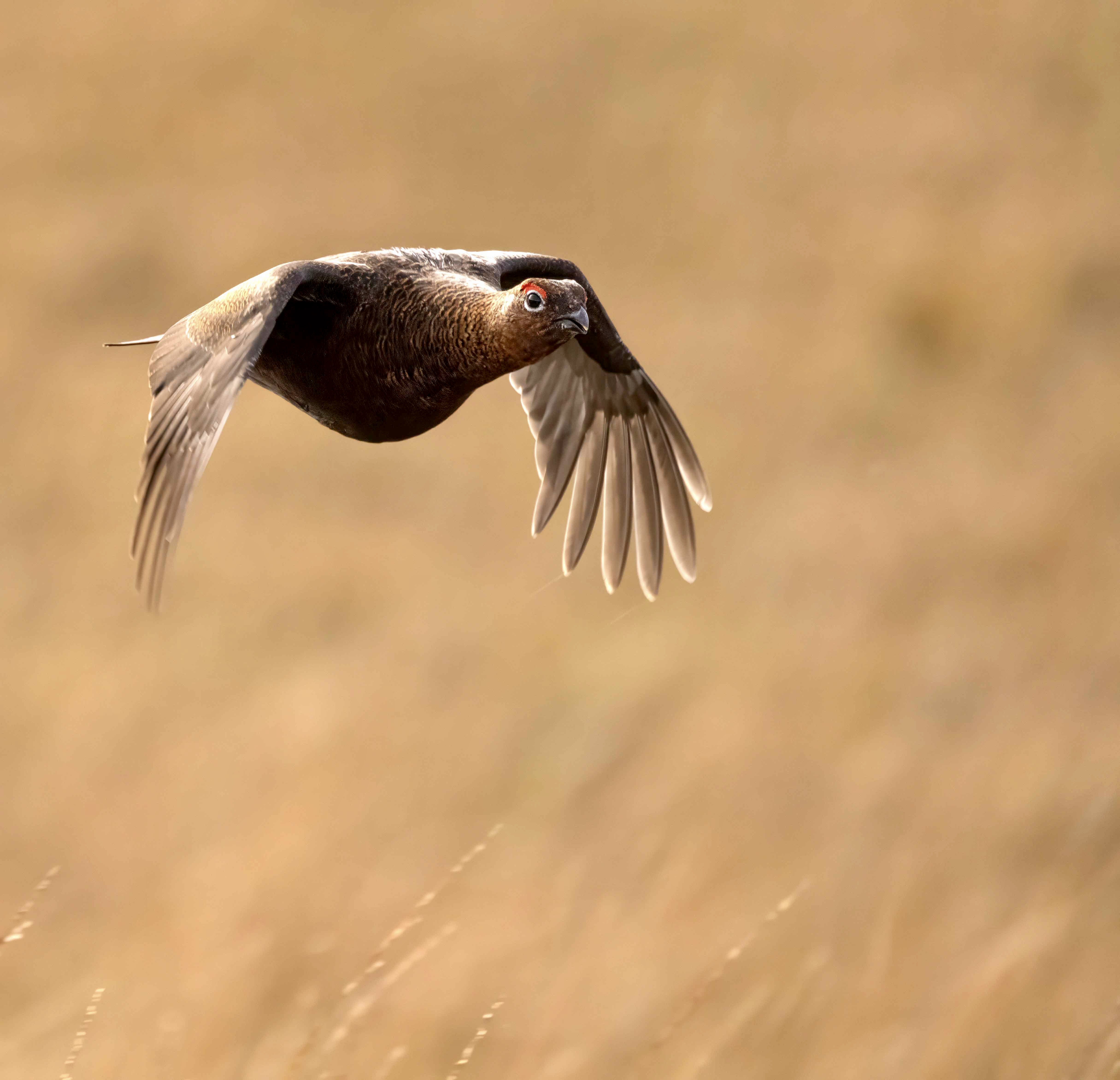 Predator control is 'uncontrollable', report says - BirdGuides