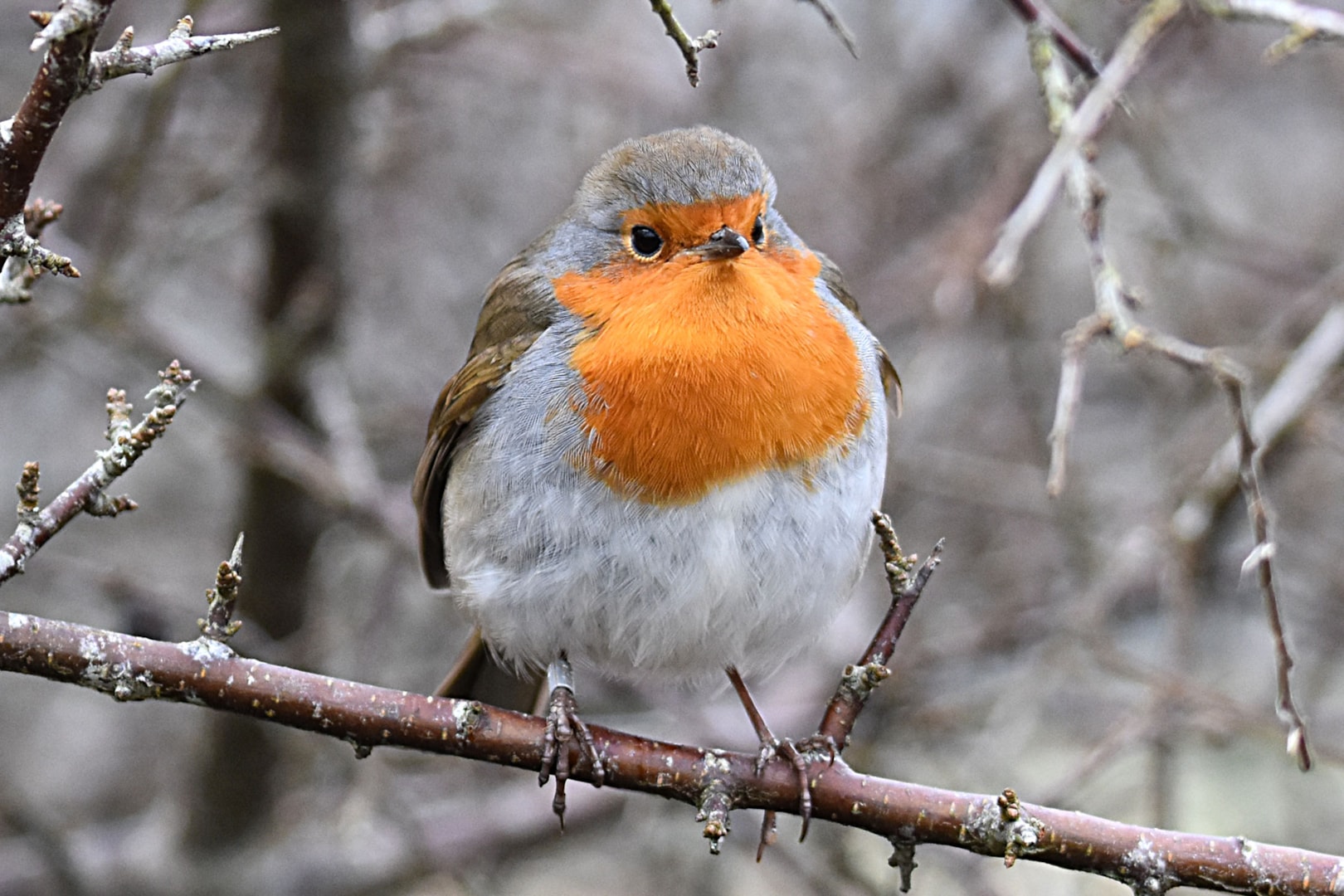 European Robin by Fausto Riccioni - BirdGuides