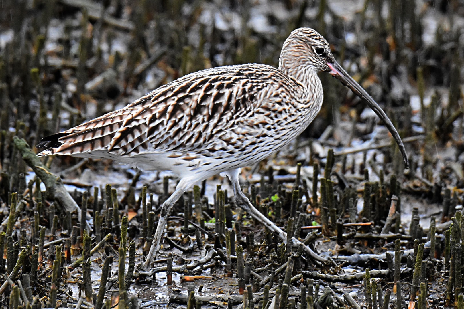 Eurasian Curlew by Fausto Riccioni - BirdGuides