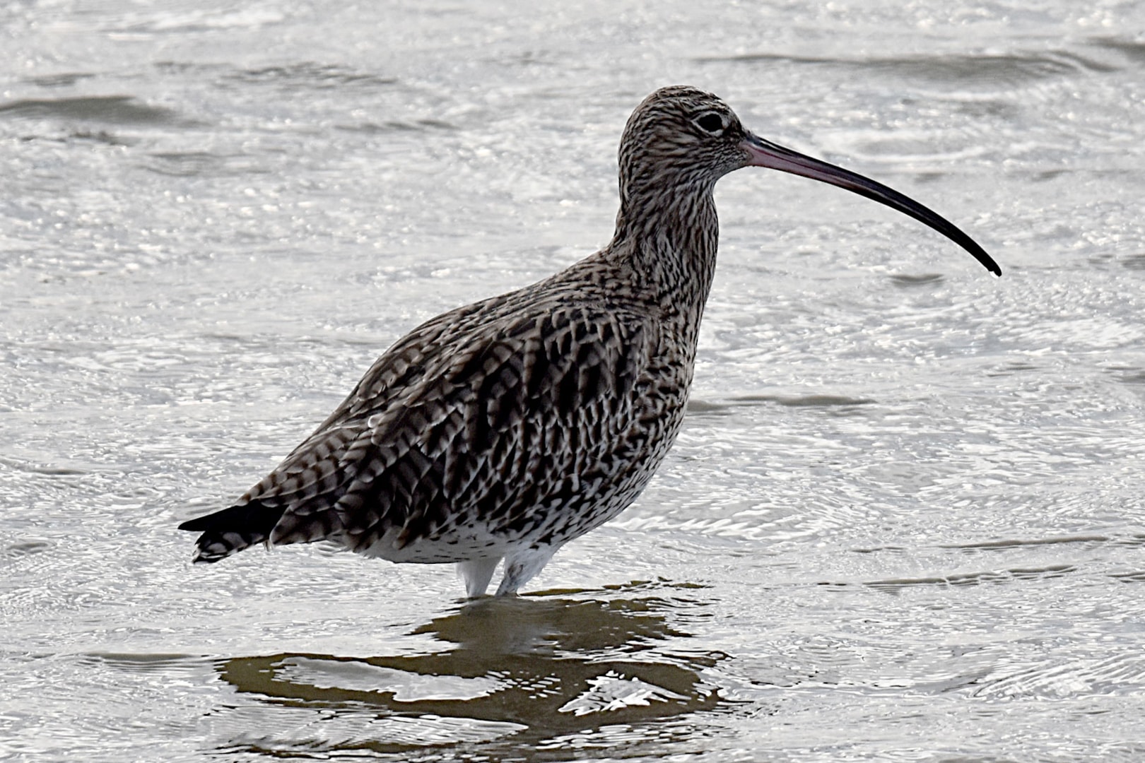 Eurasian Curlew by Fausto Riccioni - BirdGuides
