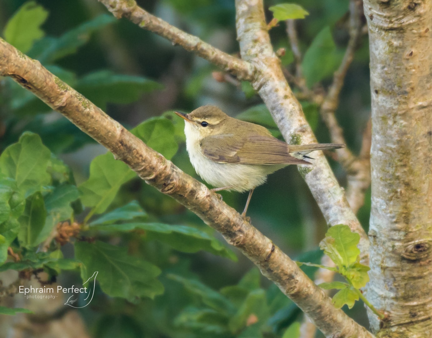 Greenish Warbler by Ephraim Perfect - BirdGuides
