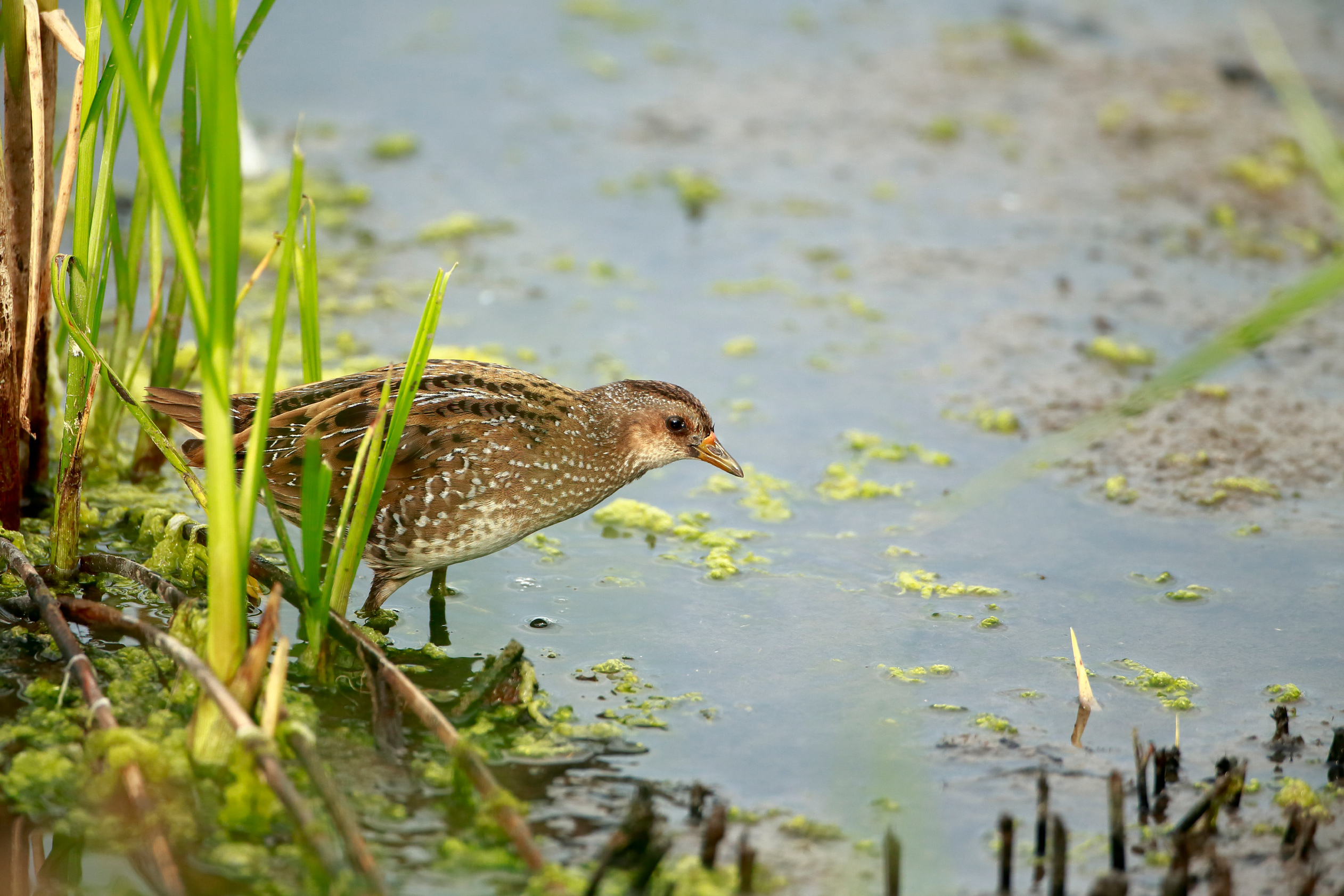 Details : Spotted Crake - BirdGuides