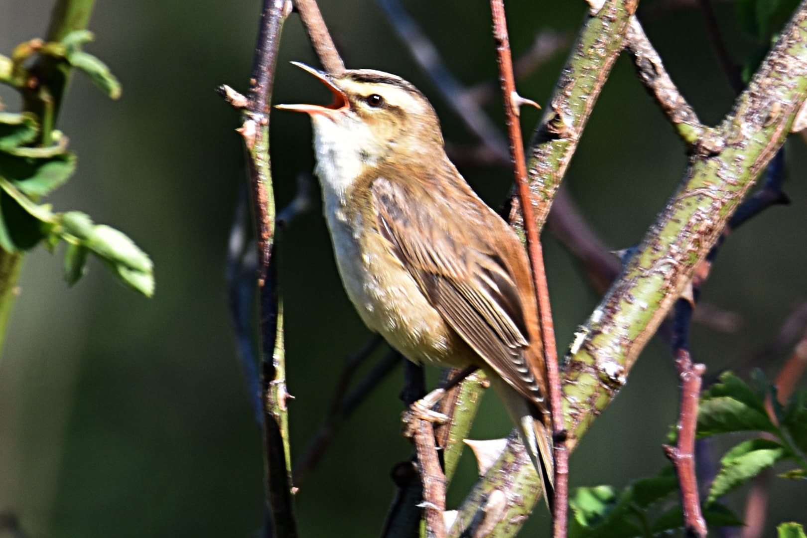 Sedge Warbler by Fausto Riccioni - BirdGuides