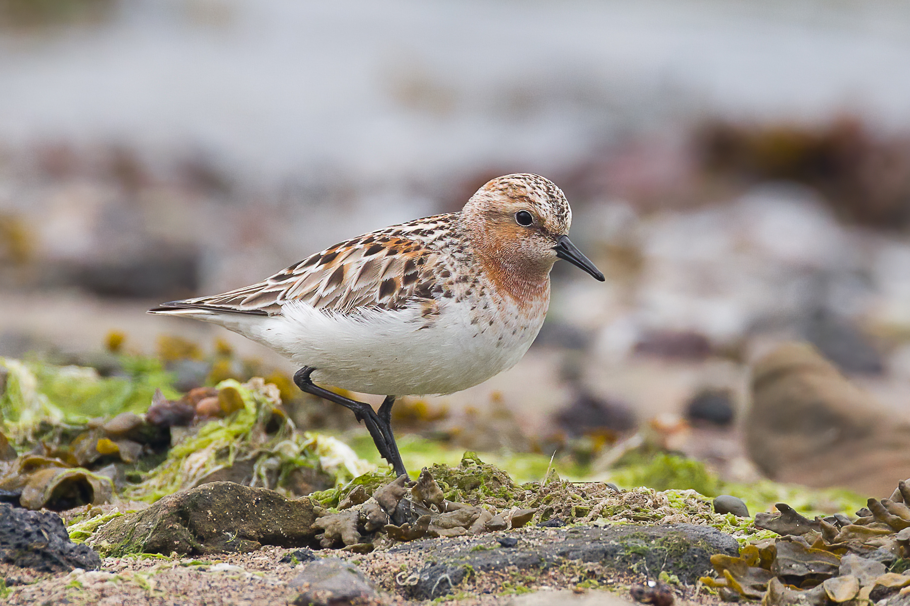 Details : Red-necked Stint - BirdGuides