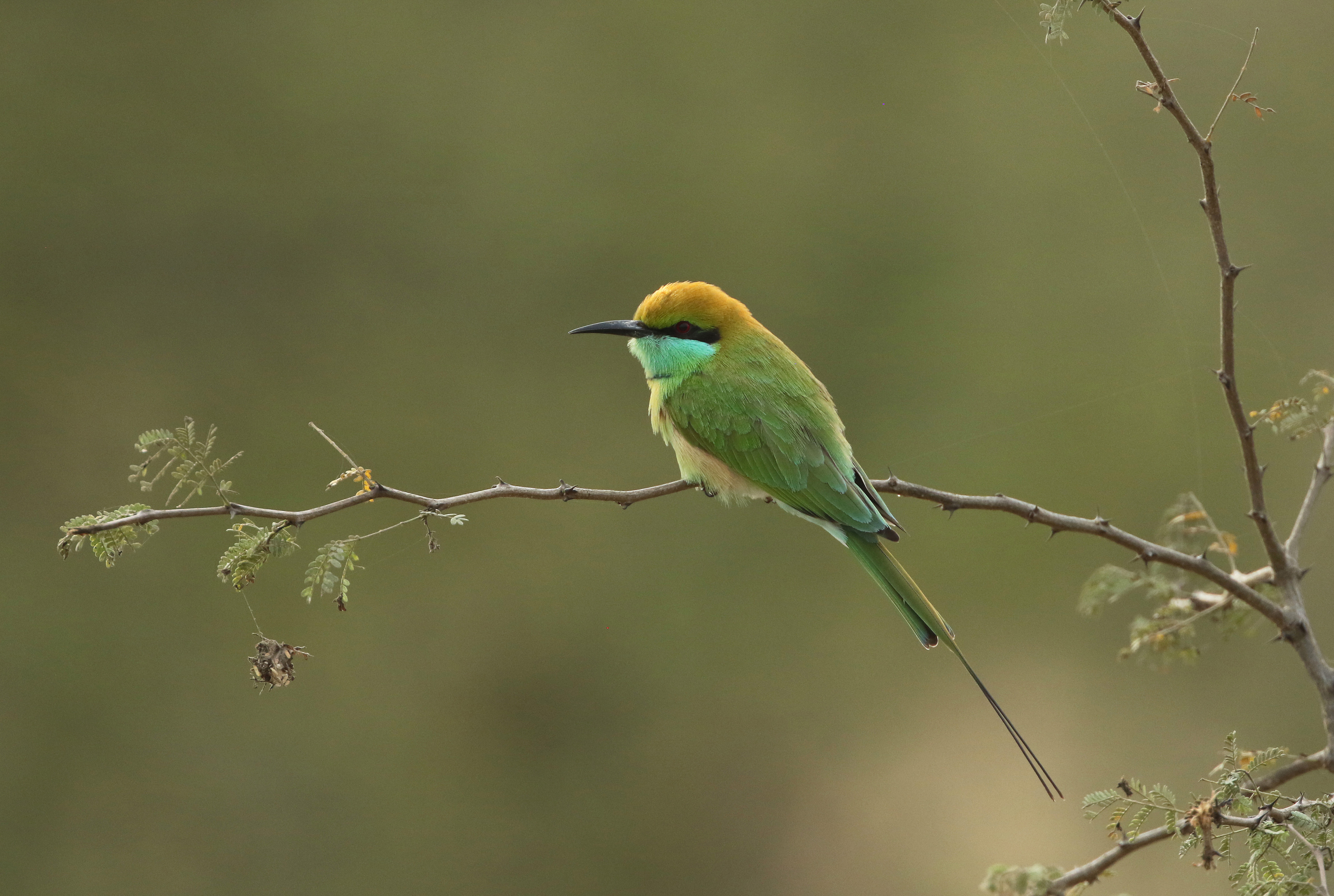 Details : Green Bee-eater - BirdGuides