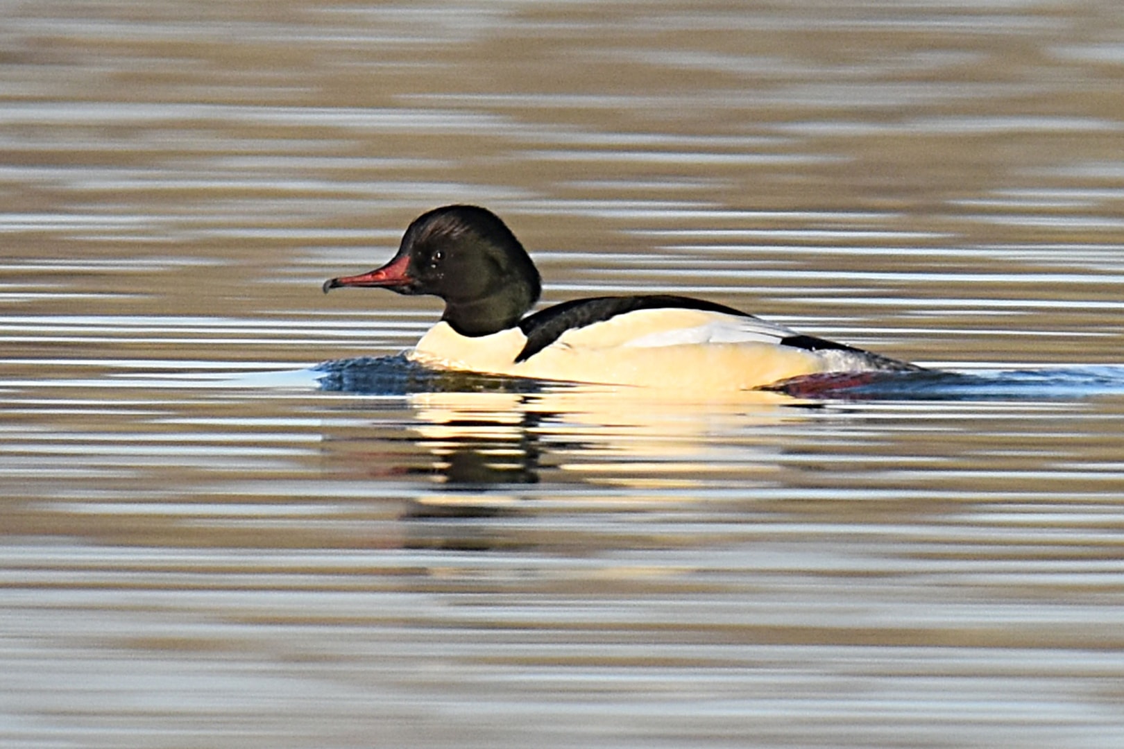Goosander by Fausto Riccioni - BirdGuides