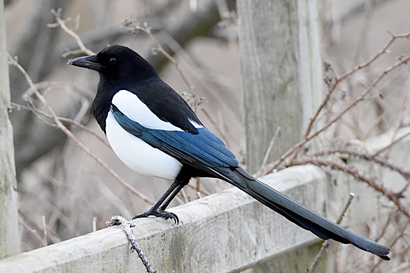 Magpie by Fausto Riccioni - BirdGuides