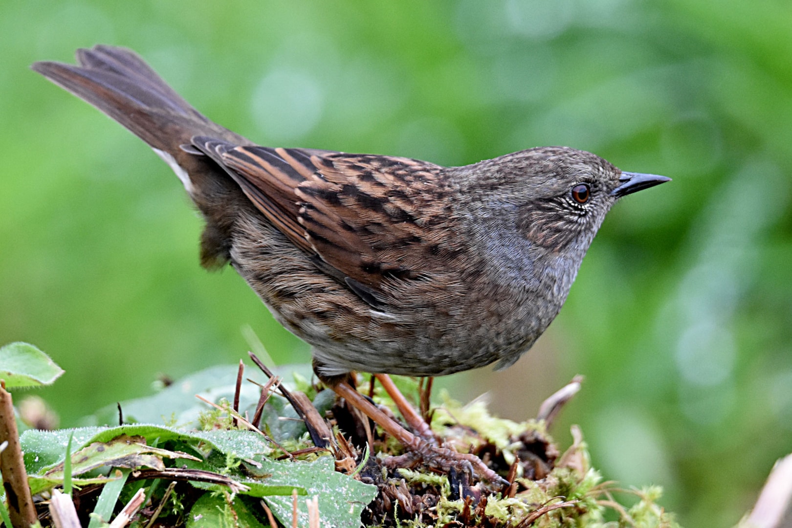 Dunnock by Fausto Riccioni - BirdGuides