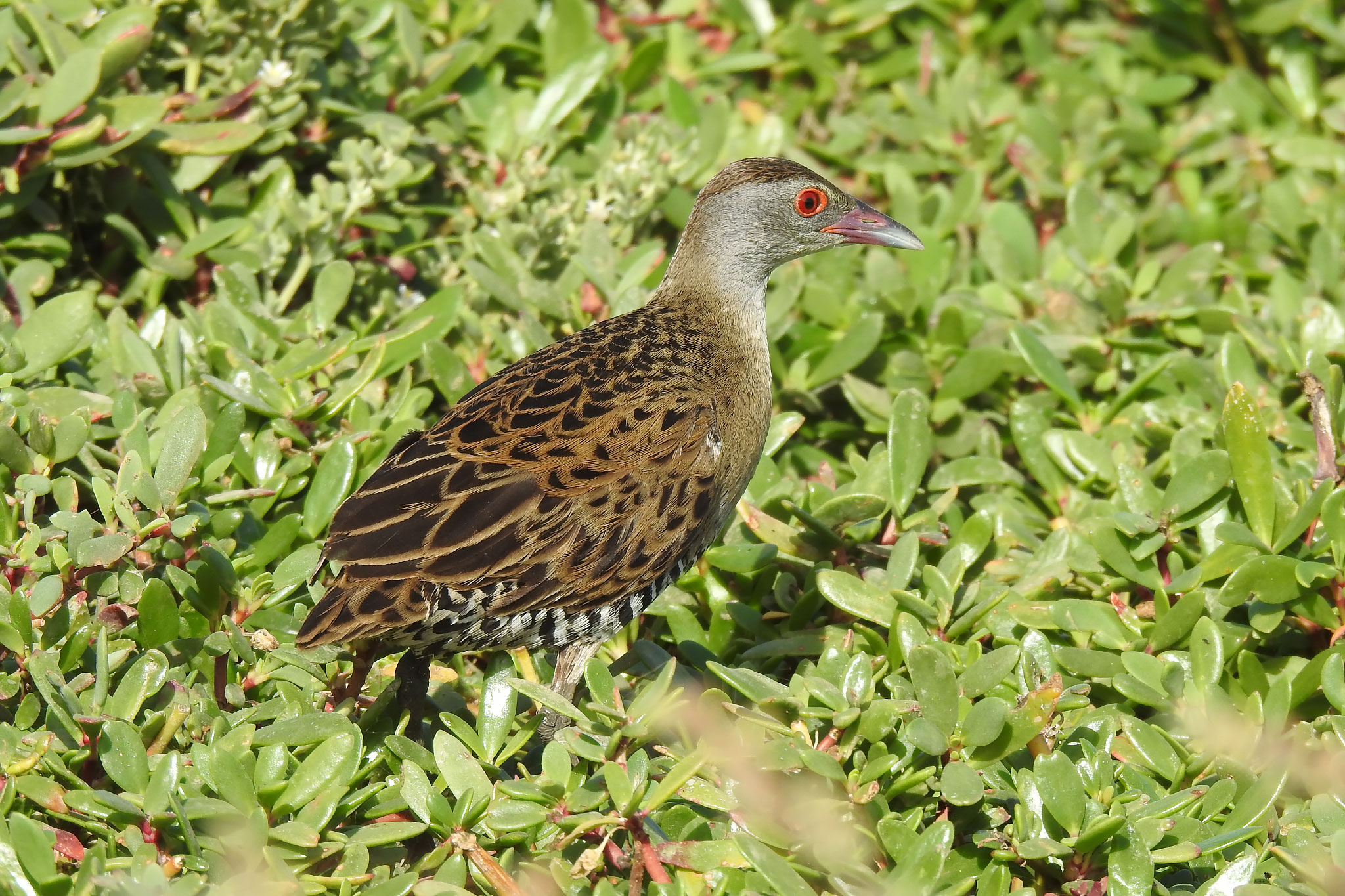 Details : African Crake - BirdGuides