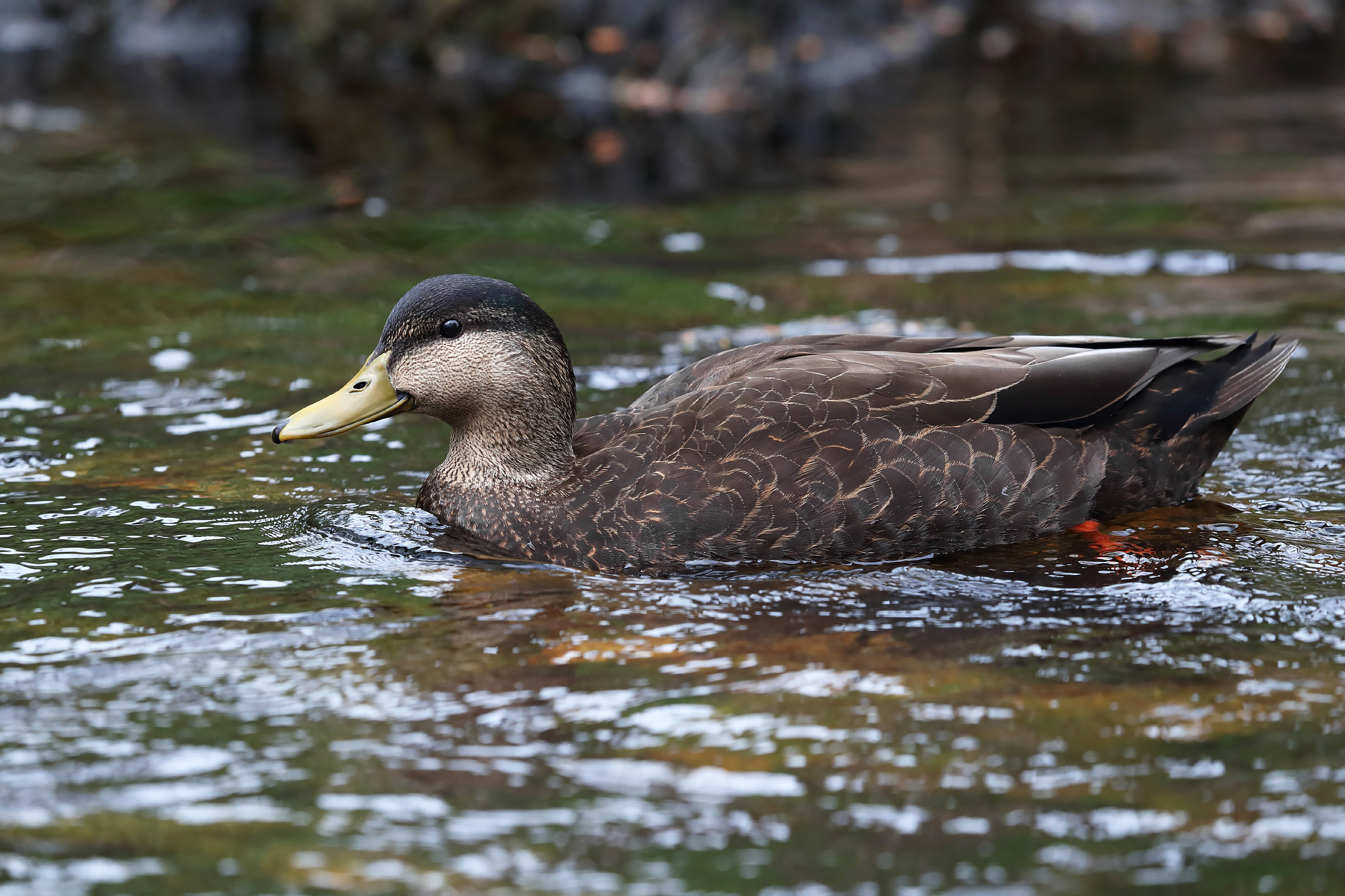 Details : American Black Duck - BirdGuides