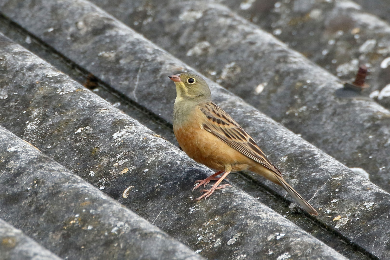 Ortolan Bunting by Mark Rayment - BirdGuides
