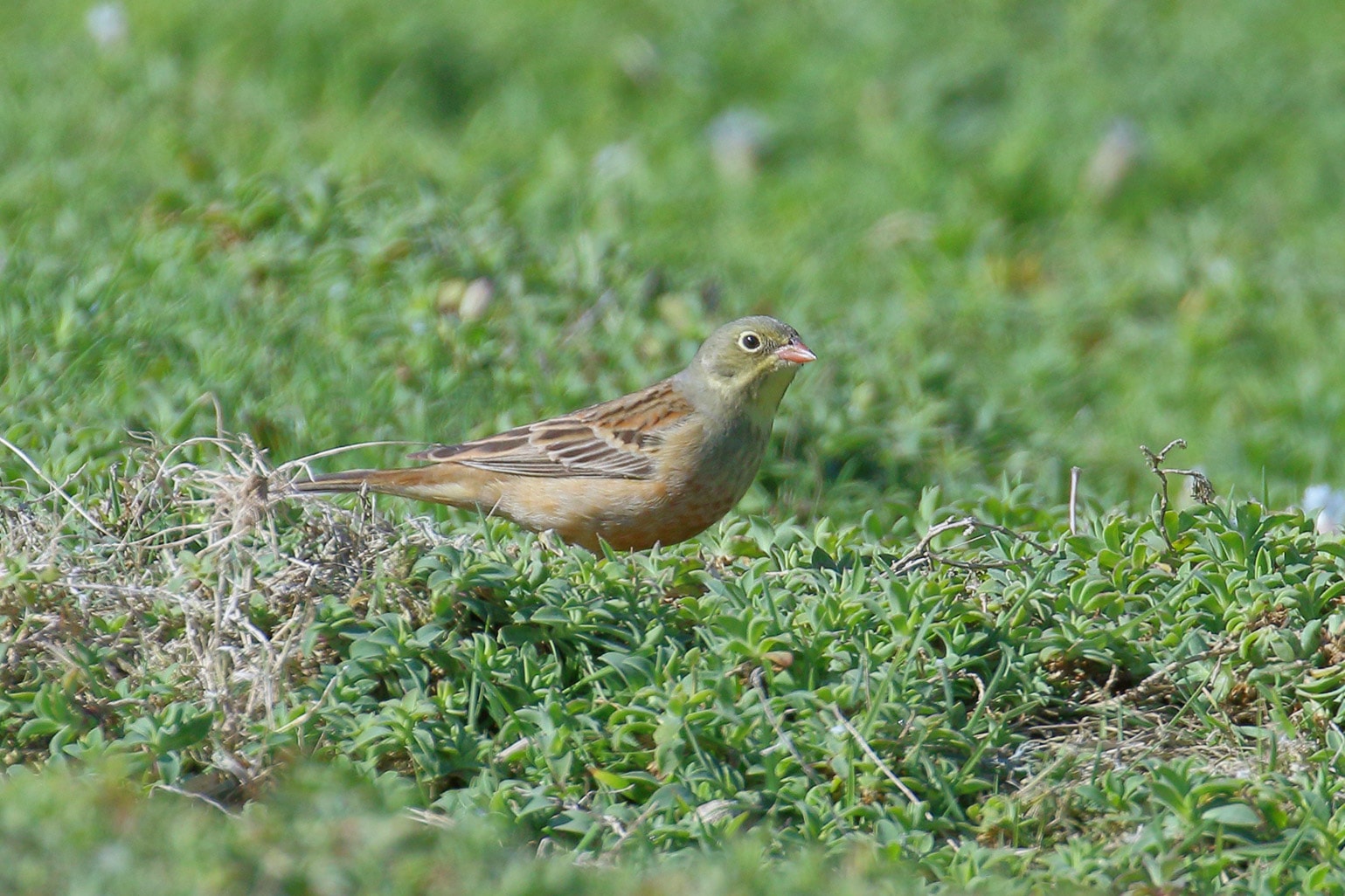 Ortolan Bunting by Tom Shevlin - BirdGuides