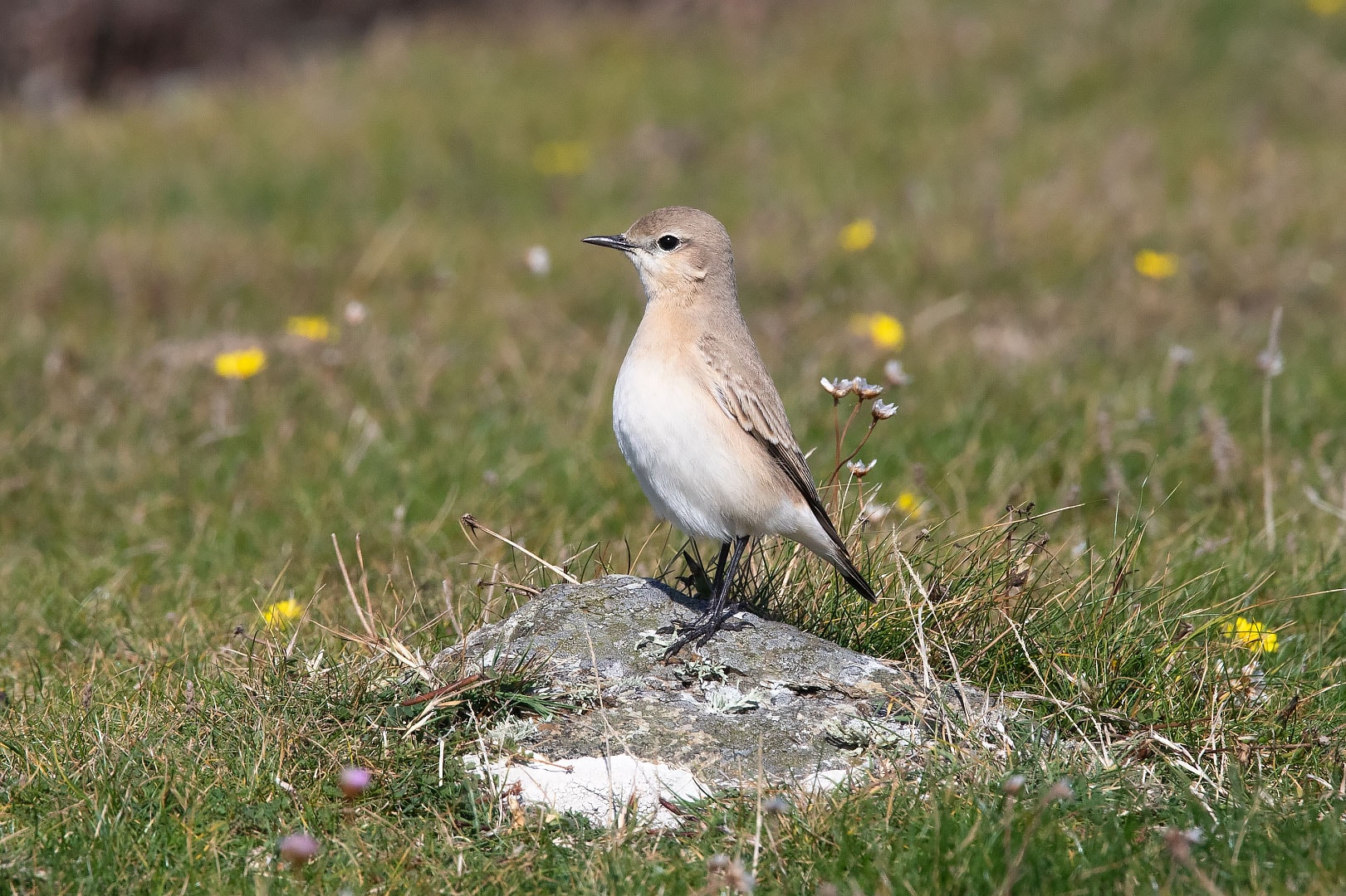 Isabelline Wheatear by Steve Stansfield / Bardsey Bird Observatory ...