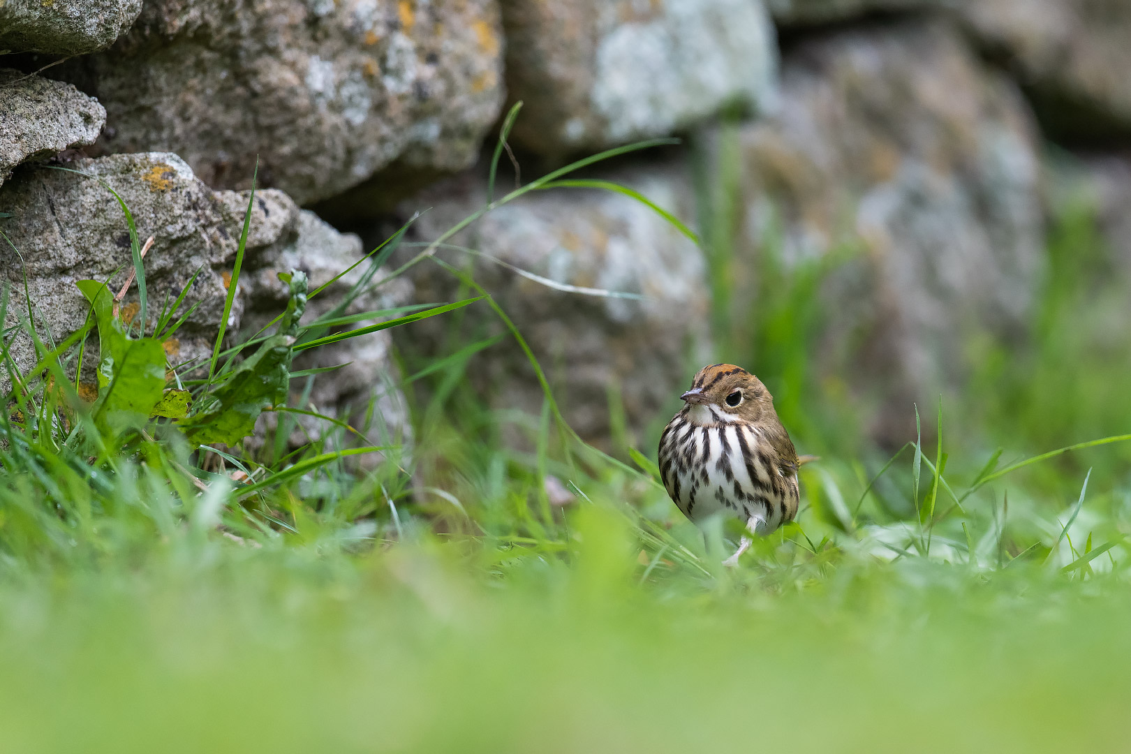 Details : Ovenbird - BirdGuides