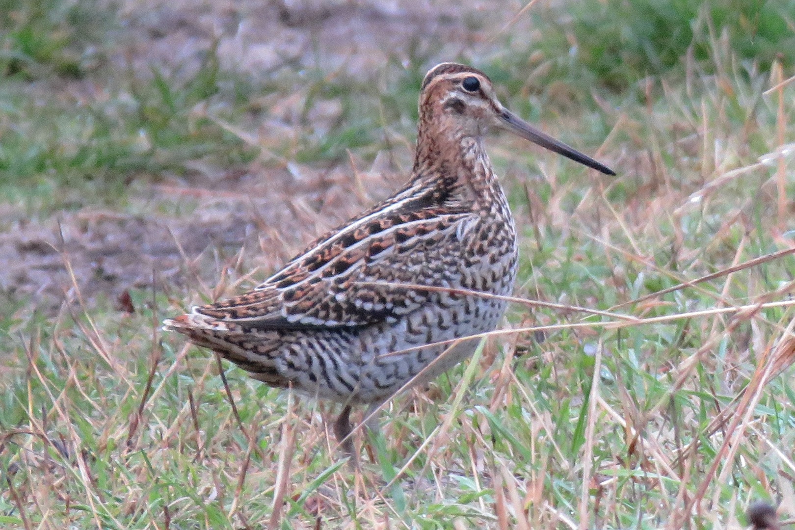 Great Snipe by Frank Cackett - BirdGuides