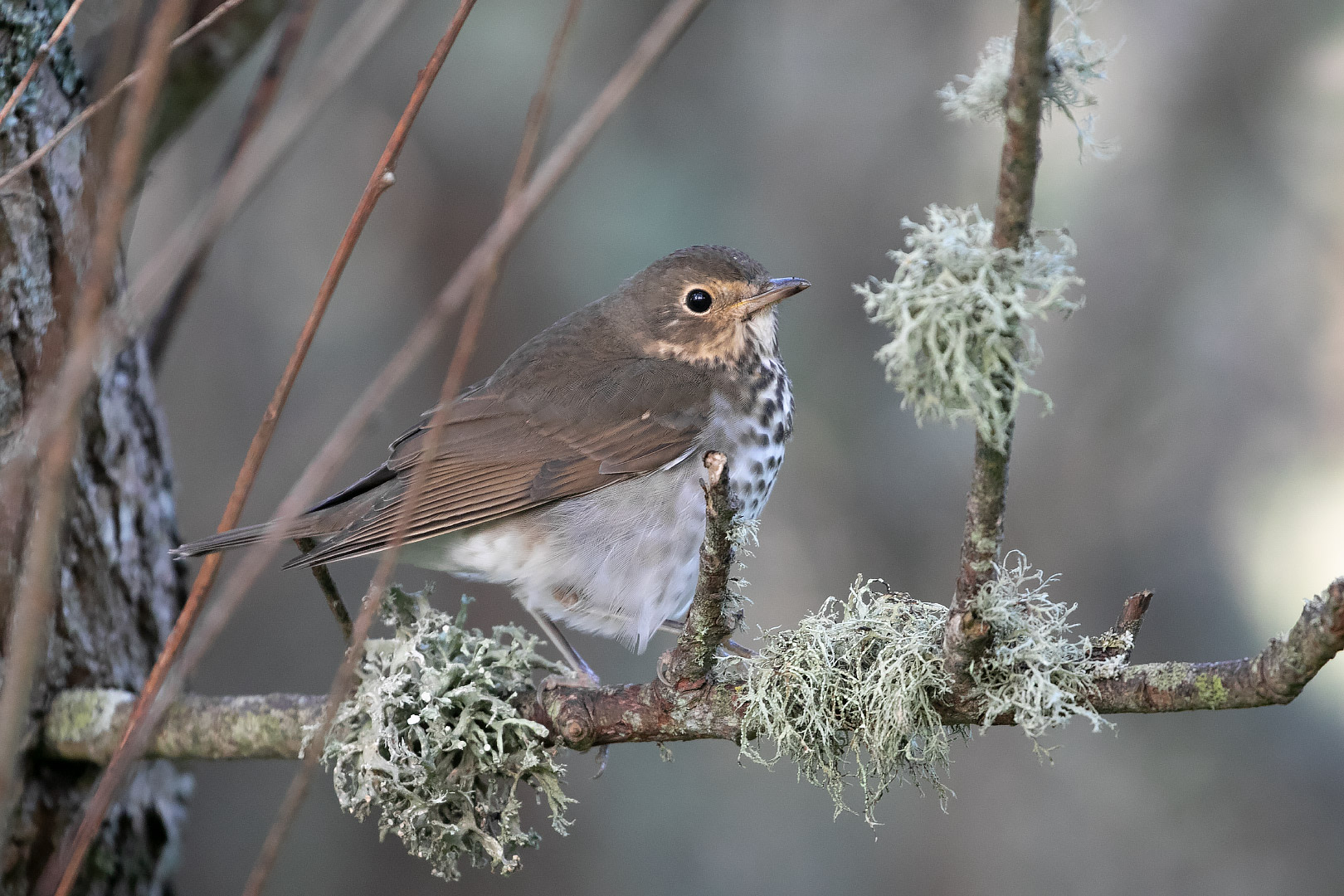 Details : Swainson's Thrush - BirdGuides