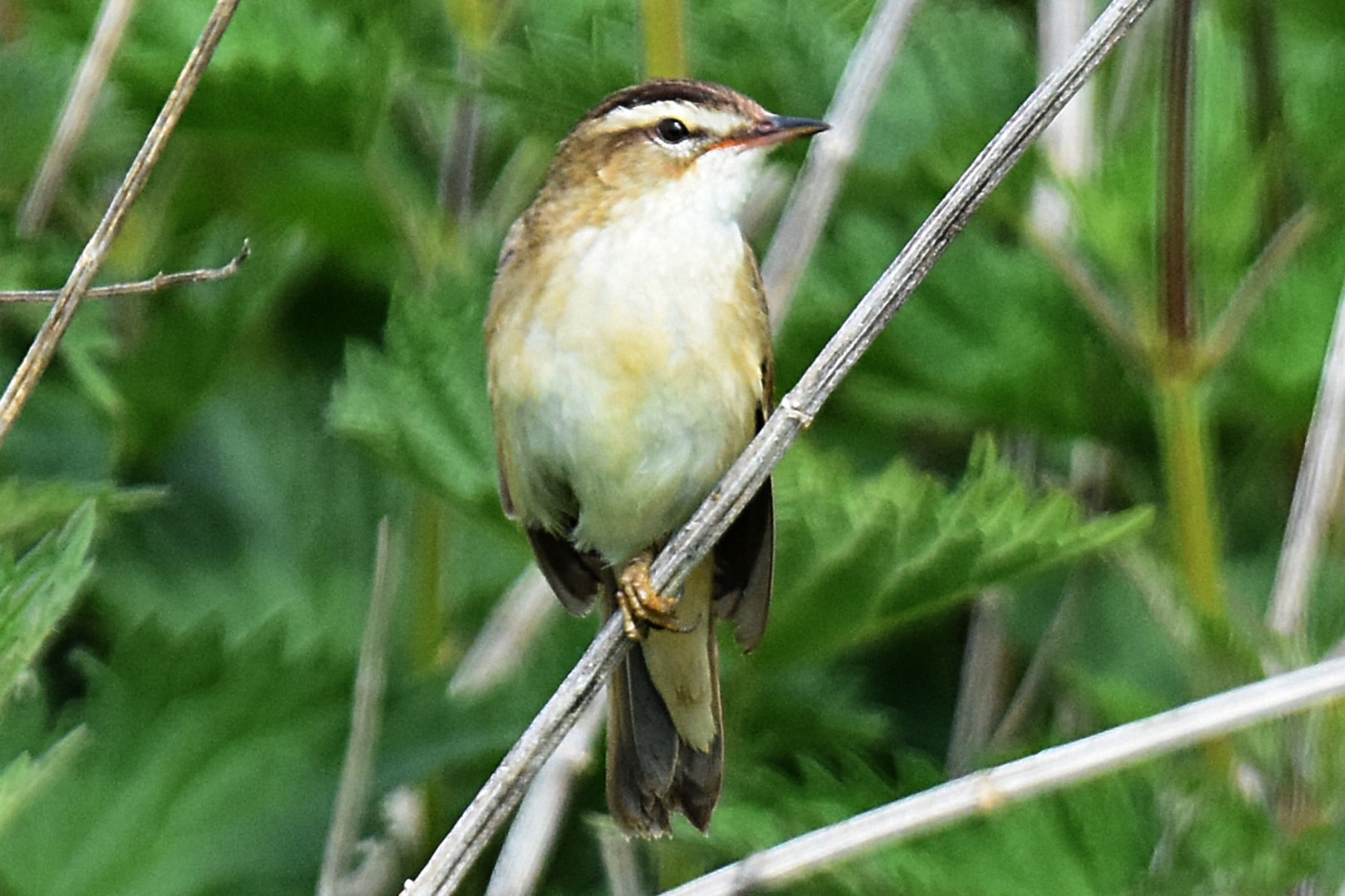 Sedge Warbler by Fausto Riccioni - BirdGuides