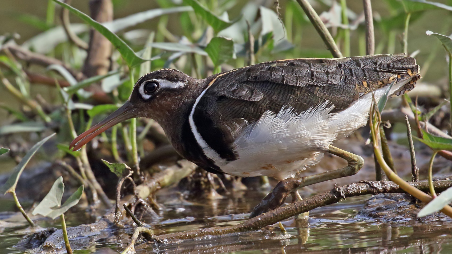 Greater Painted-snipe by Jim Welford - BirdGuides