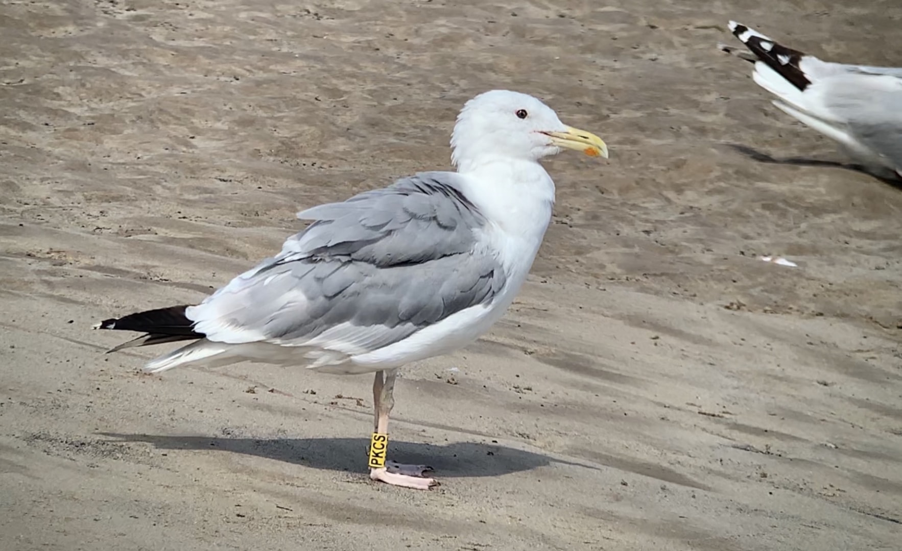 Caspian Gull by Peter Gill - BirdGuides