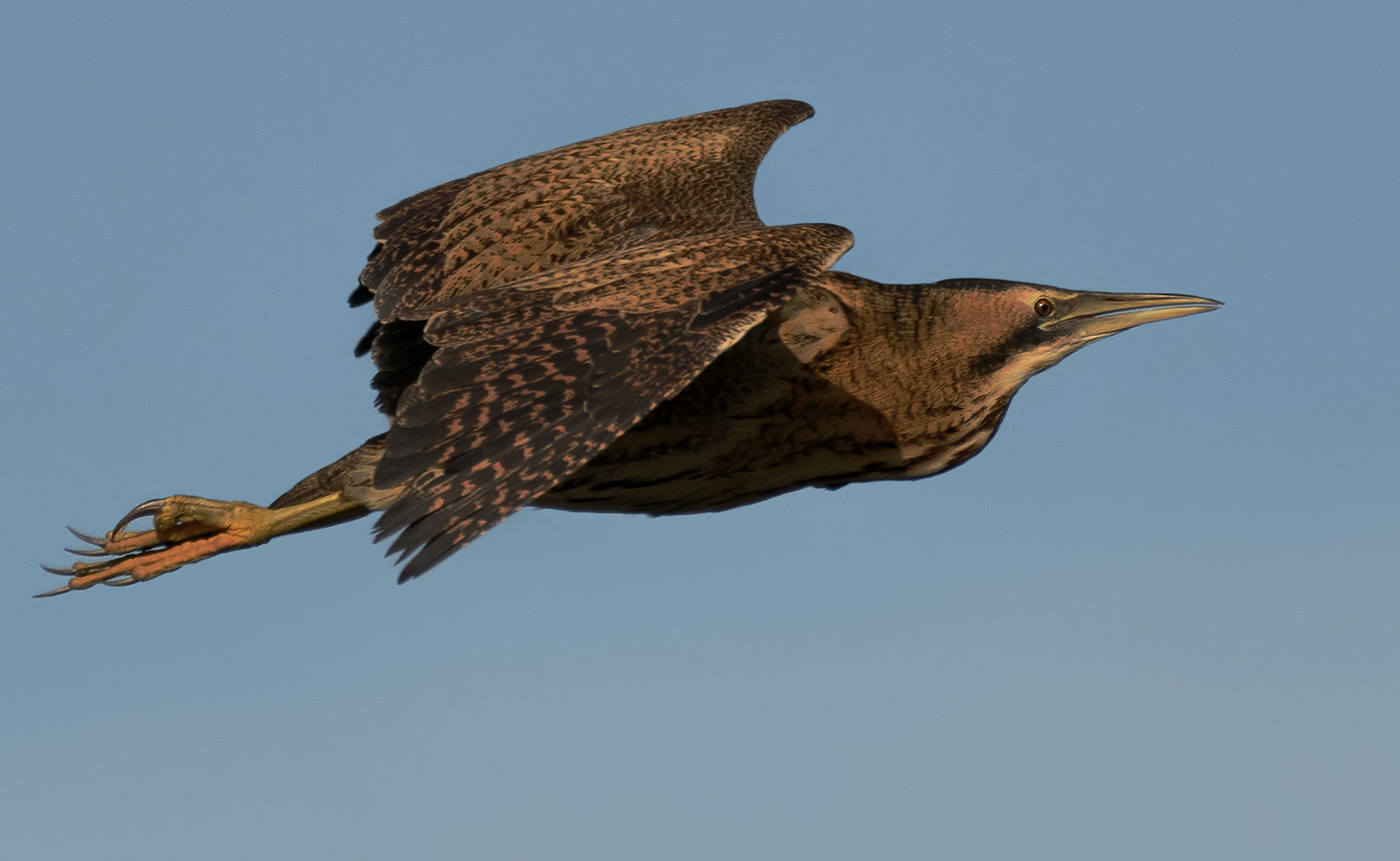 Eurasian Bittern by Richard Venn - BirdGuides