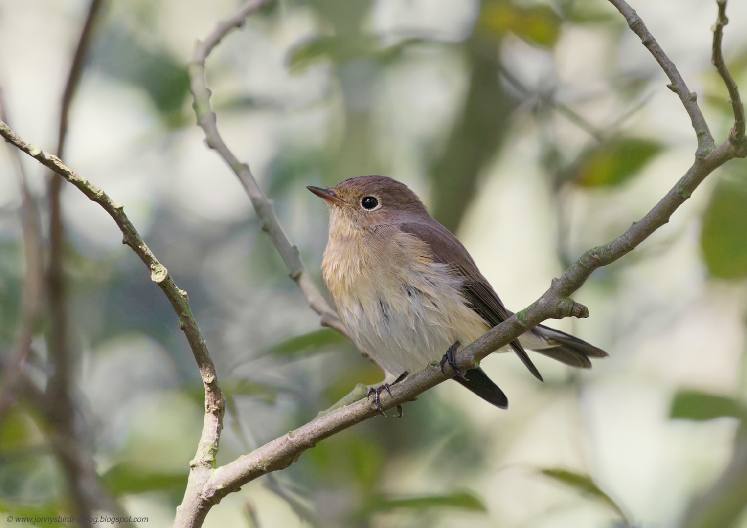 Red-breasted Flycatcher by Jonathan Farooqi - BirdGuides