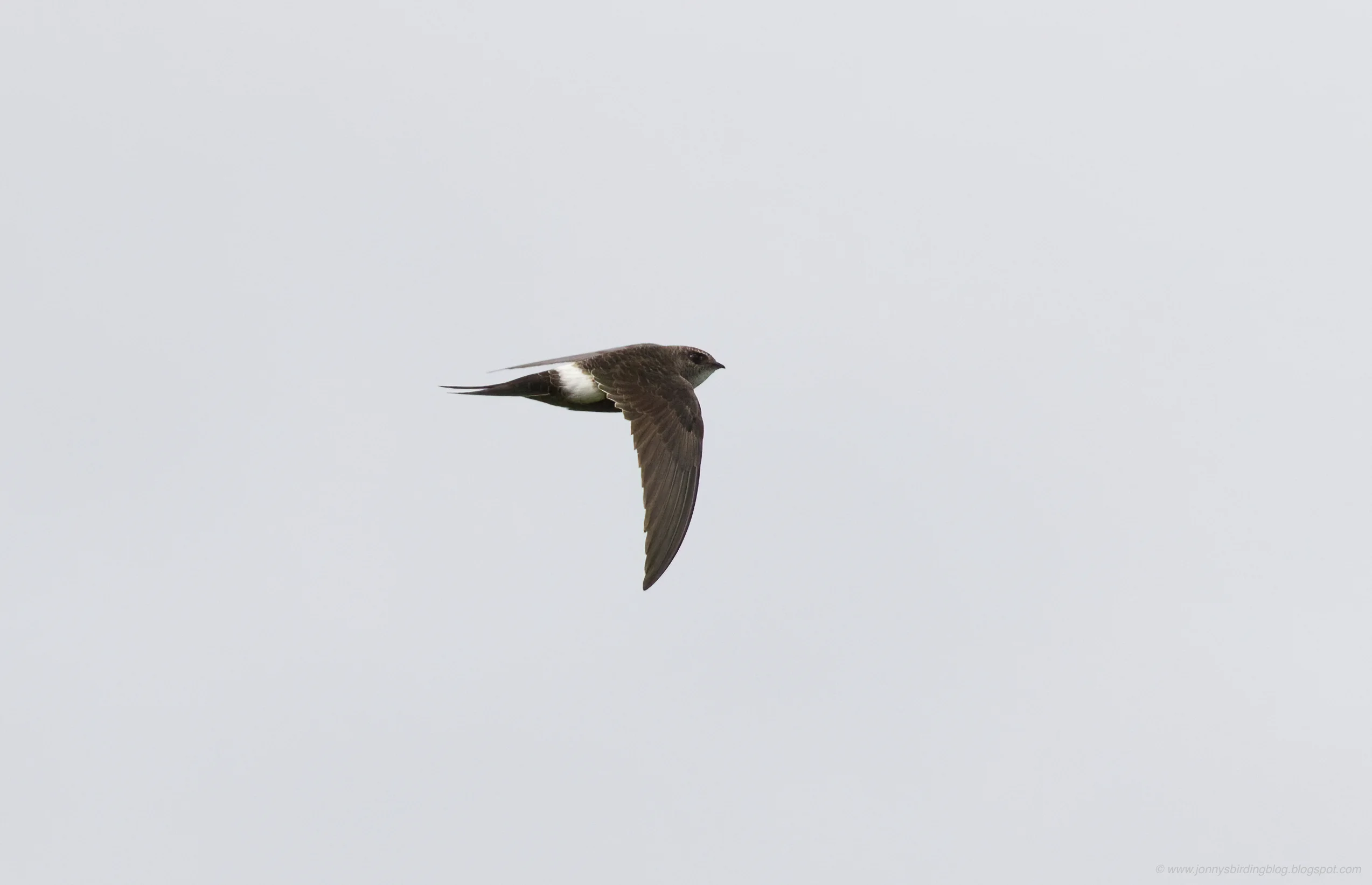 Details : Pacific Swift - BirdGuides