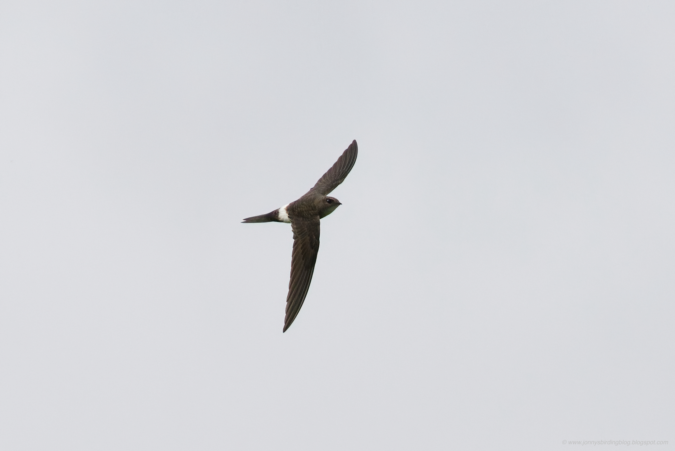 Details : Pacific Swift - BirdGuides
