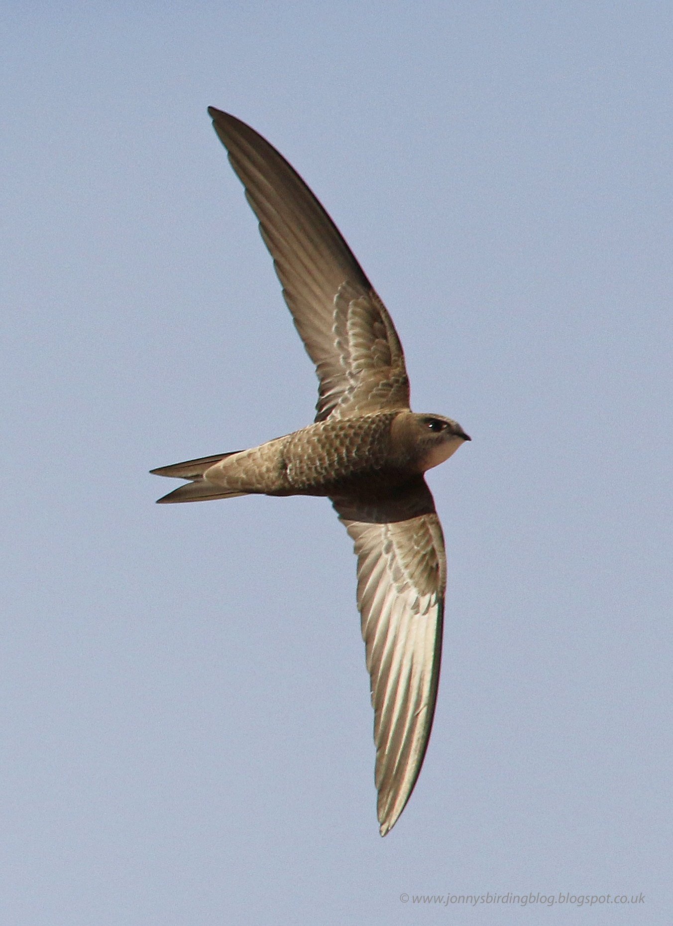 Details : Pallid Swift - BirdGuides