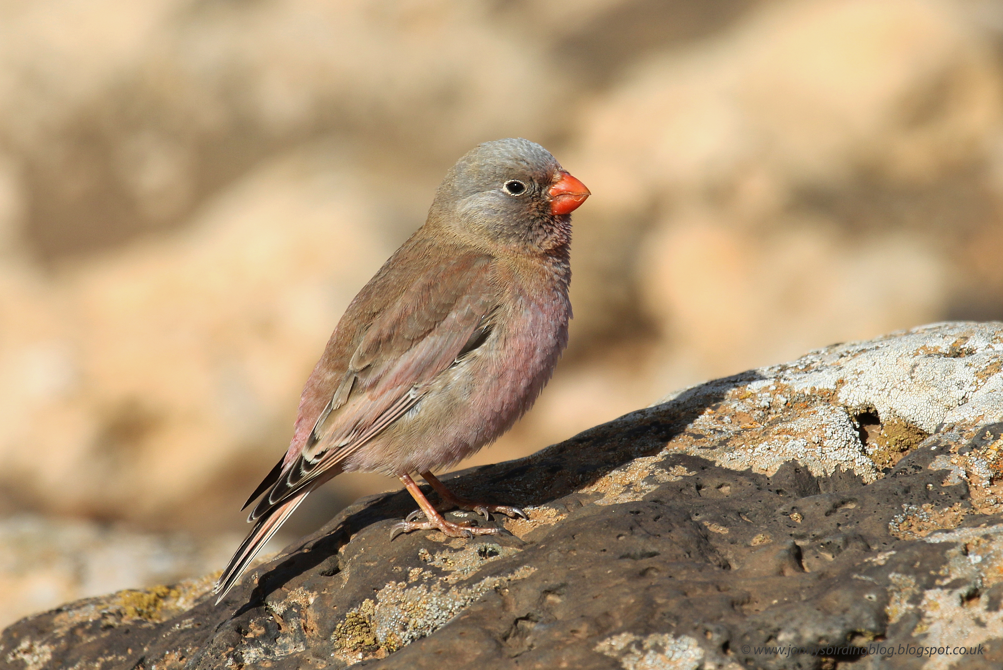 Details : Trumpeter Finch - BirdGuides