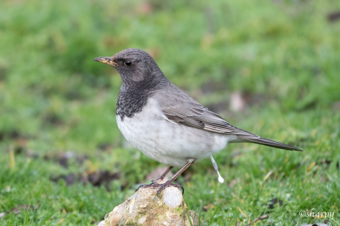 Black-throated Thrush by Chris Sharp - BirdGuides